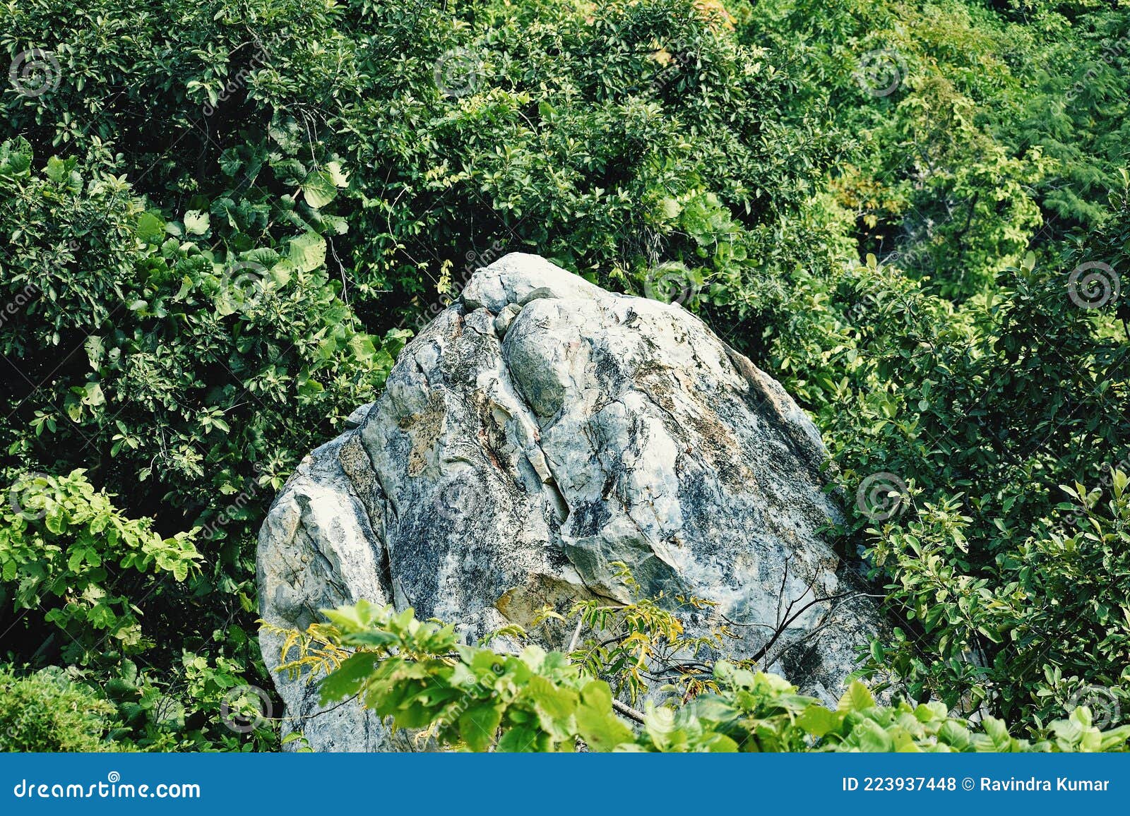 Stone and Plants in a Forest Stock Photo - Image of plants, natural ...