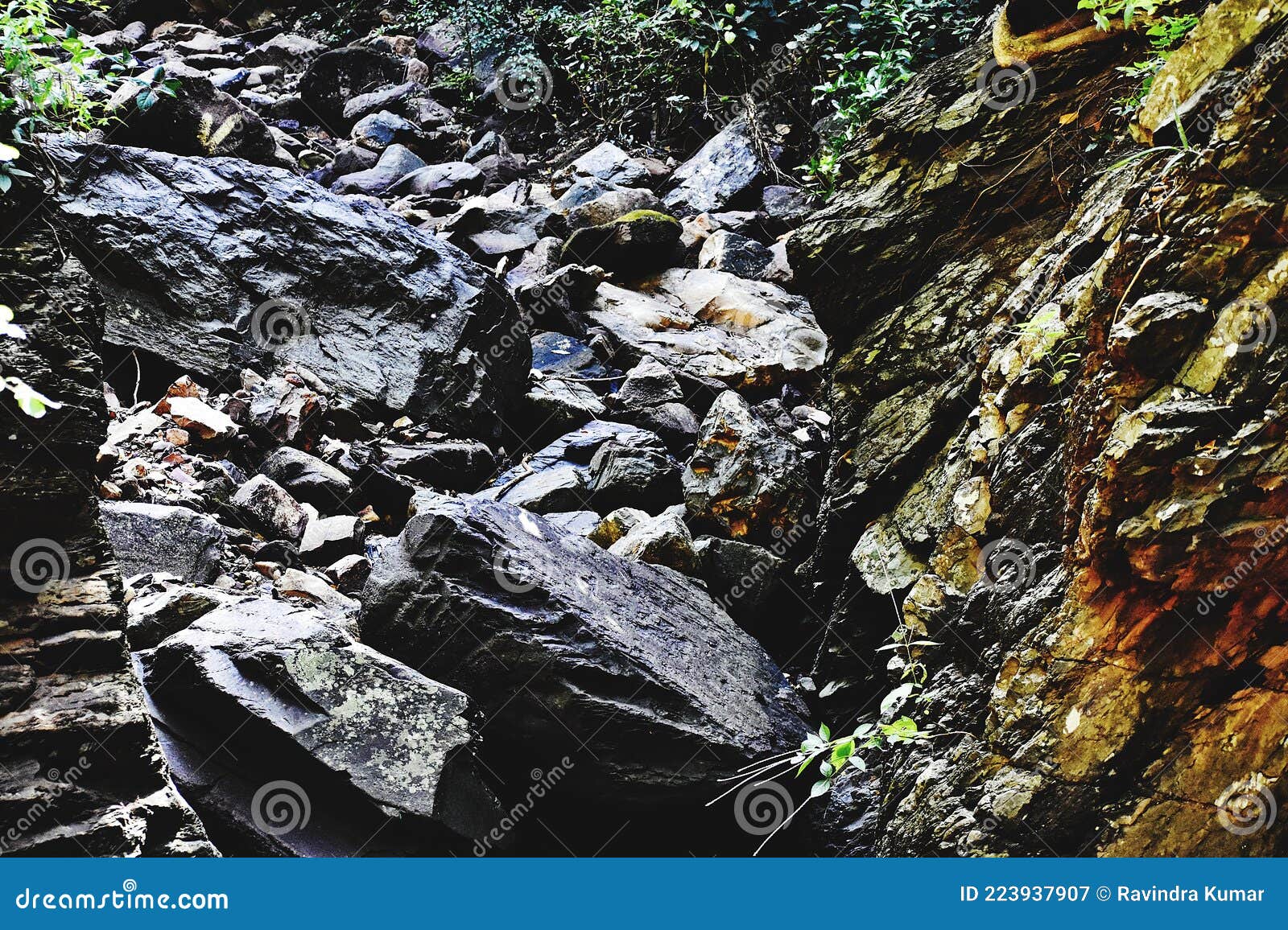 Stone and Plants in a Forest Stock Image - Image of geography, rock ...