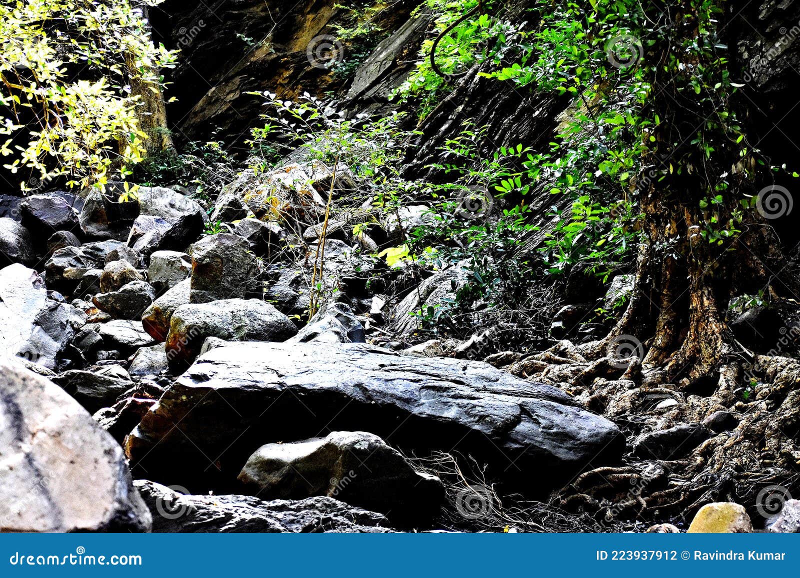 Stone and Plants in a Forest Stock Photo - Image of environment, stone ...