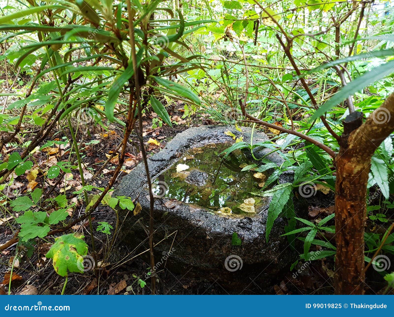 Stone Pond with Water stock image. Image of filled, stone - 99019825