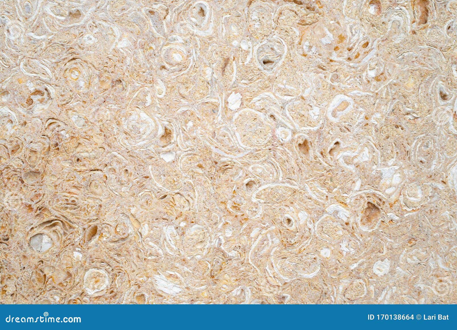 Stone Porous Texture with Splashes of Shell Rock. Brickwork of a Shell ...