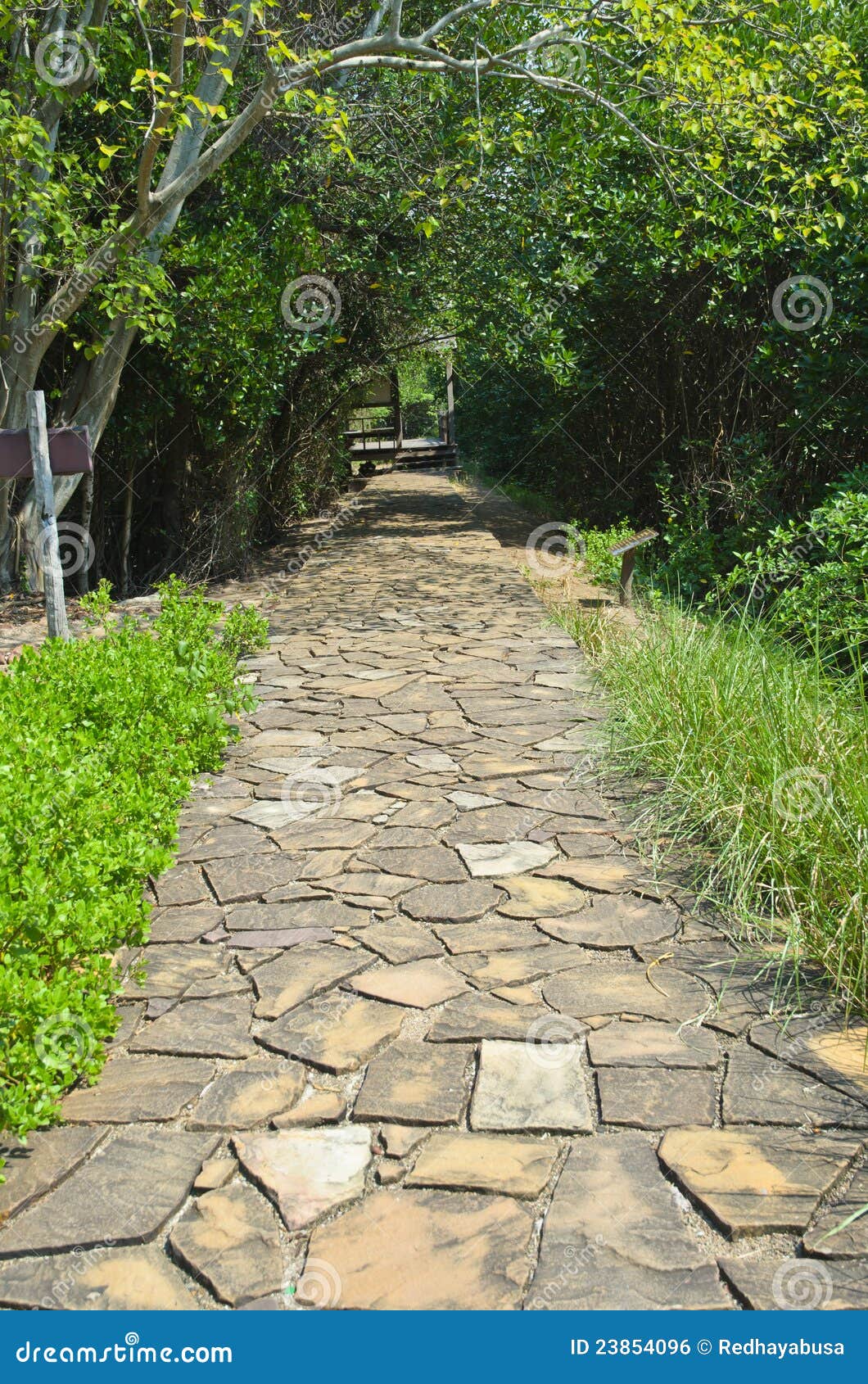Stone road in a forest stock photo. Image of green, adventure - 23854096