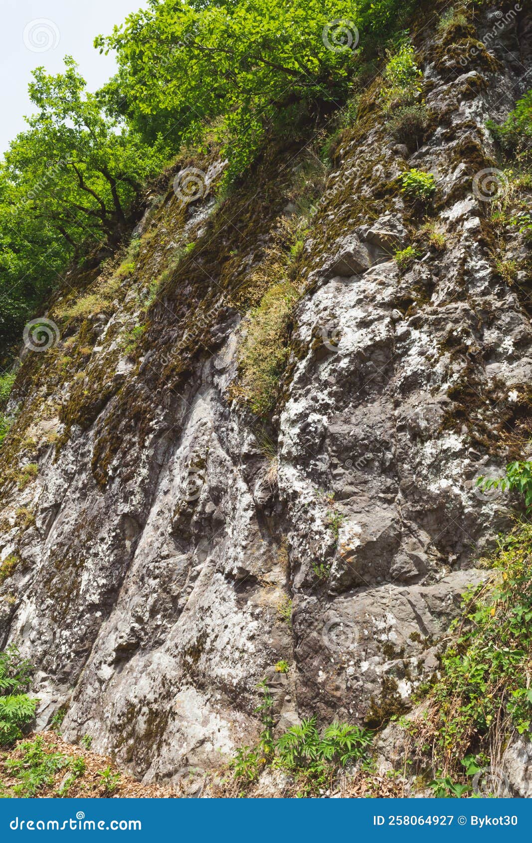 Stone Rock. Trees and Plants Grow from the Rock Stock Image - Image of ...