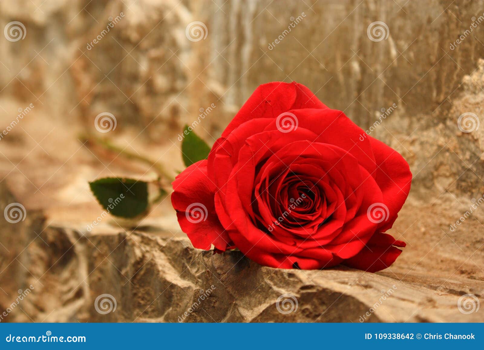 Stone Rock Wall Red Rose stock photo. Image of pattern - 109338642