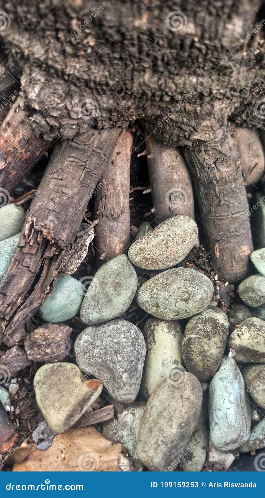 Stone and root tree stock image. Image of rock, branch - 199159253