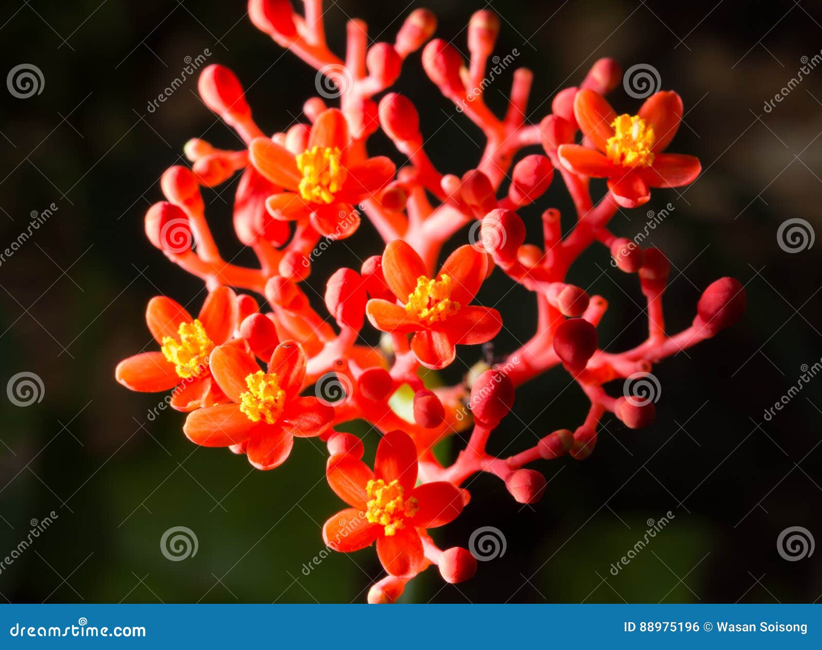 The Stone Rose Flower in the Garden Stock Photo - Image of france ...