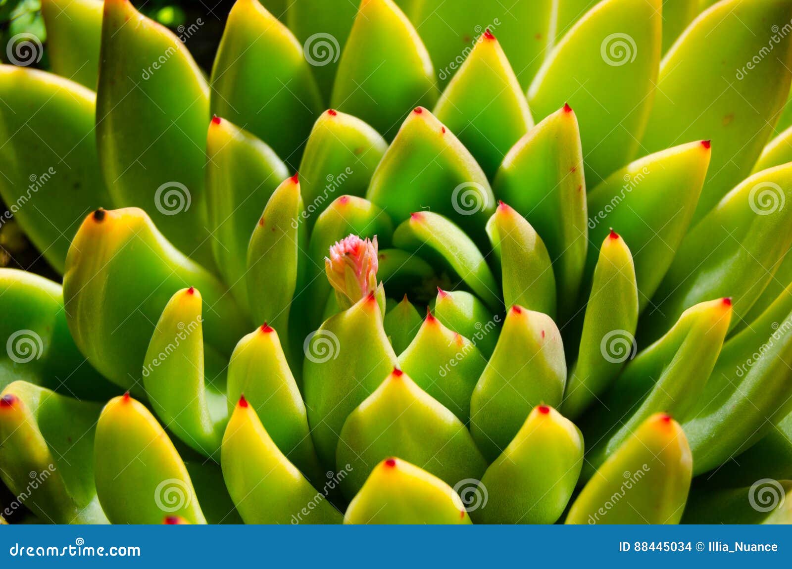 Stone Rose in Spring Flower Bed. Stock Photo - Image of ecological ...