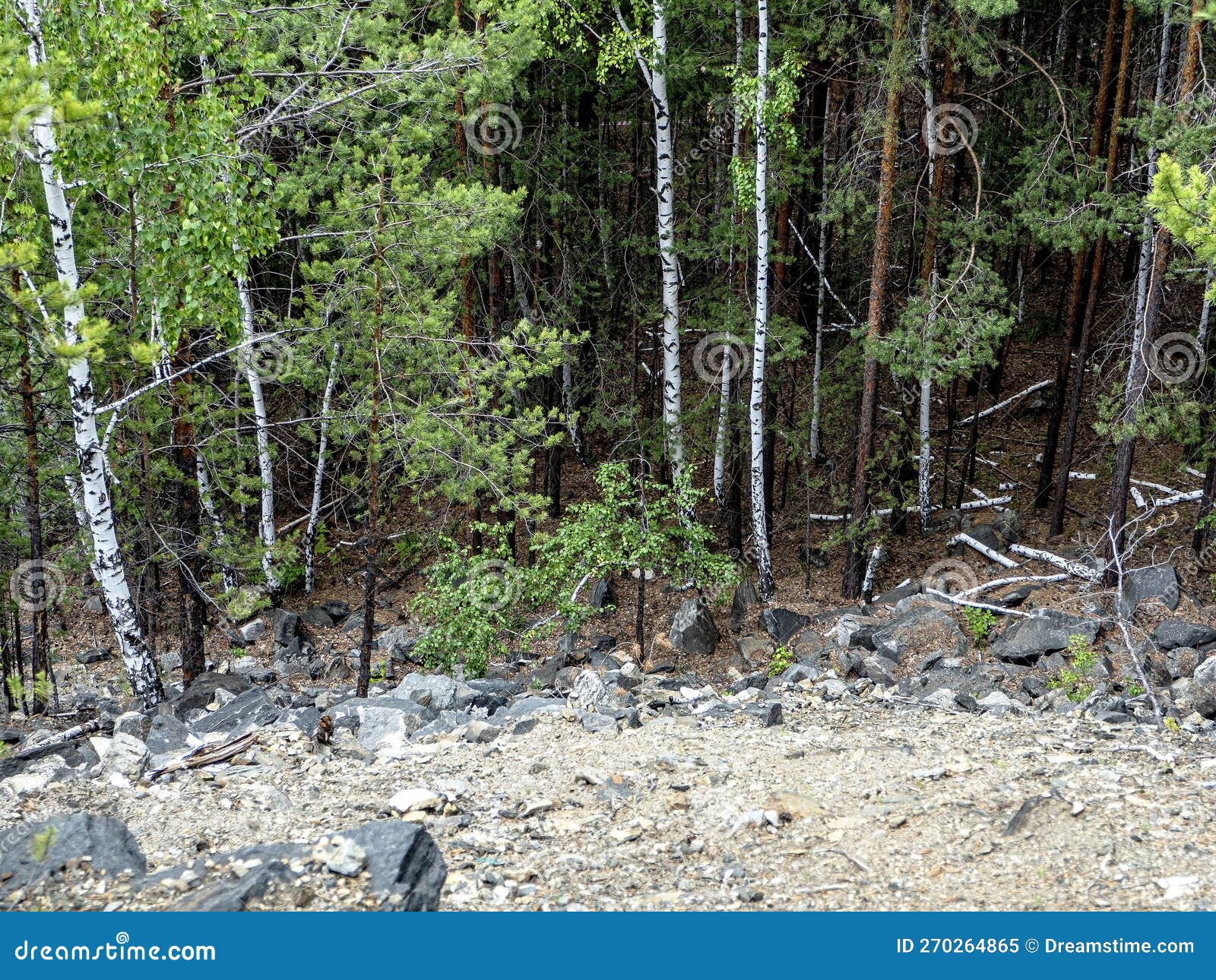 Stone Scree from an Old Mine on the Edge of the Forest Stock Image ...