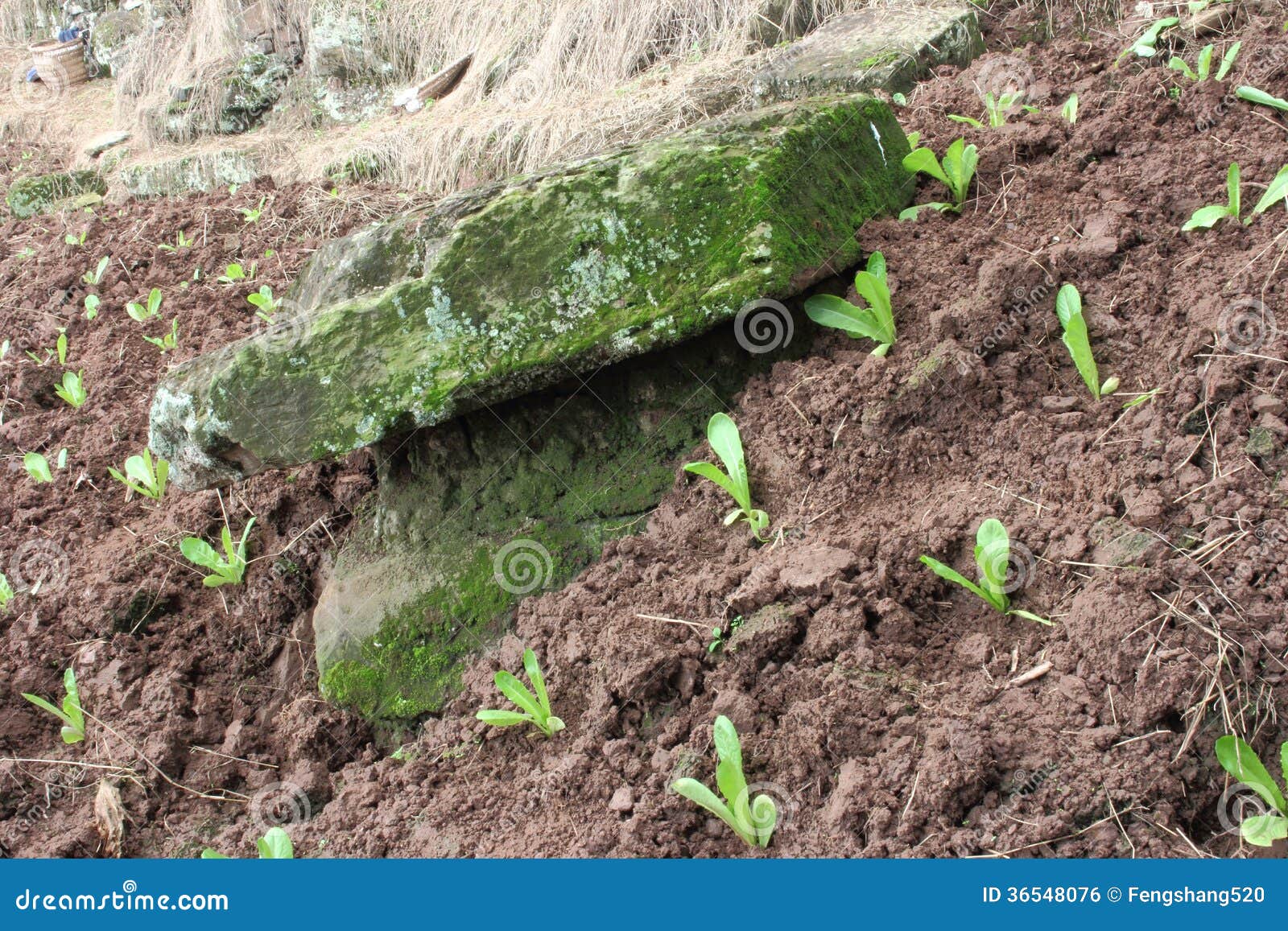 Stone and seedlings stock photo. Image of horizontal - 36548076