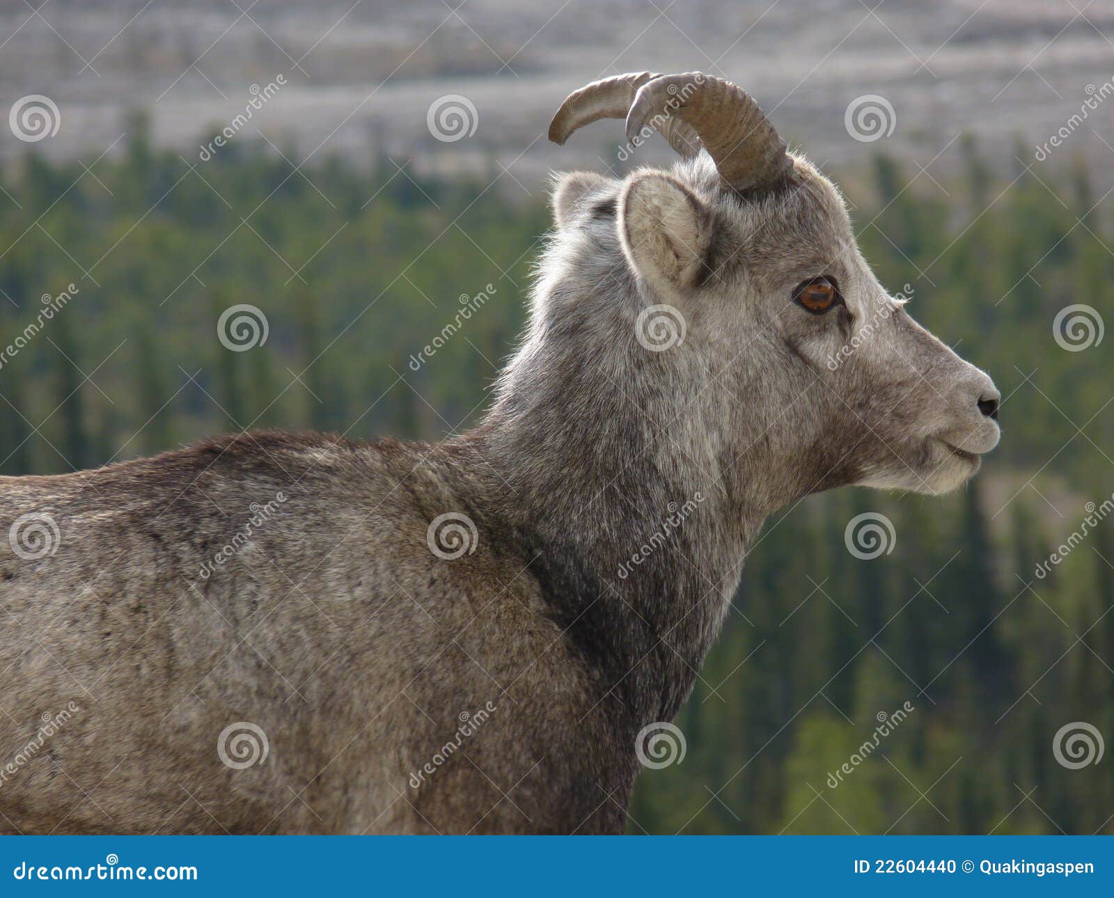 Stone Sheep stock photo. Image of territory, canada, mammal - 22604440
