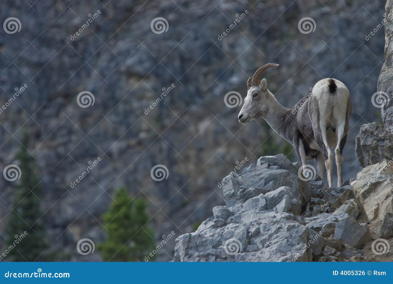 Stone Sheep stock photo. Image of promontory, view, outcropping - 4005326