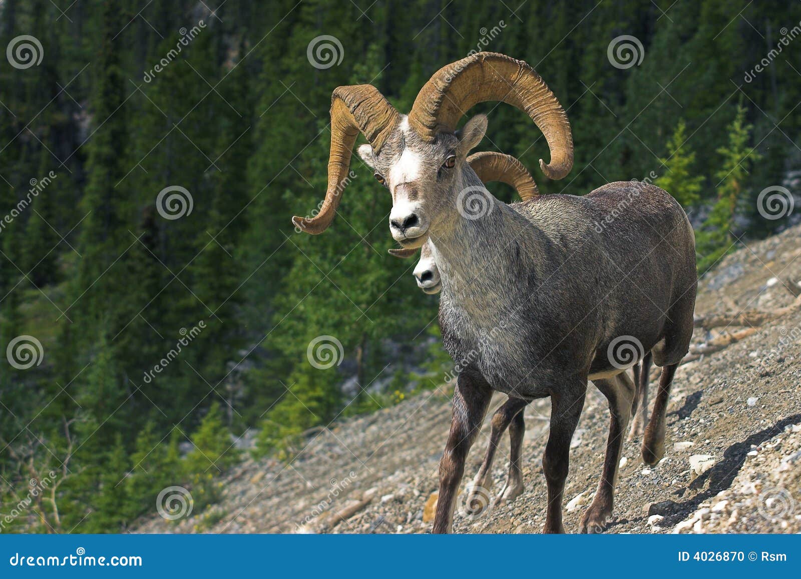 Stone Sheep stock photo. Image of mammals, looking, buck - 4026870