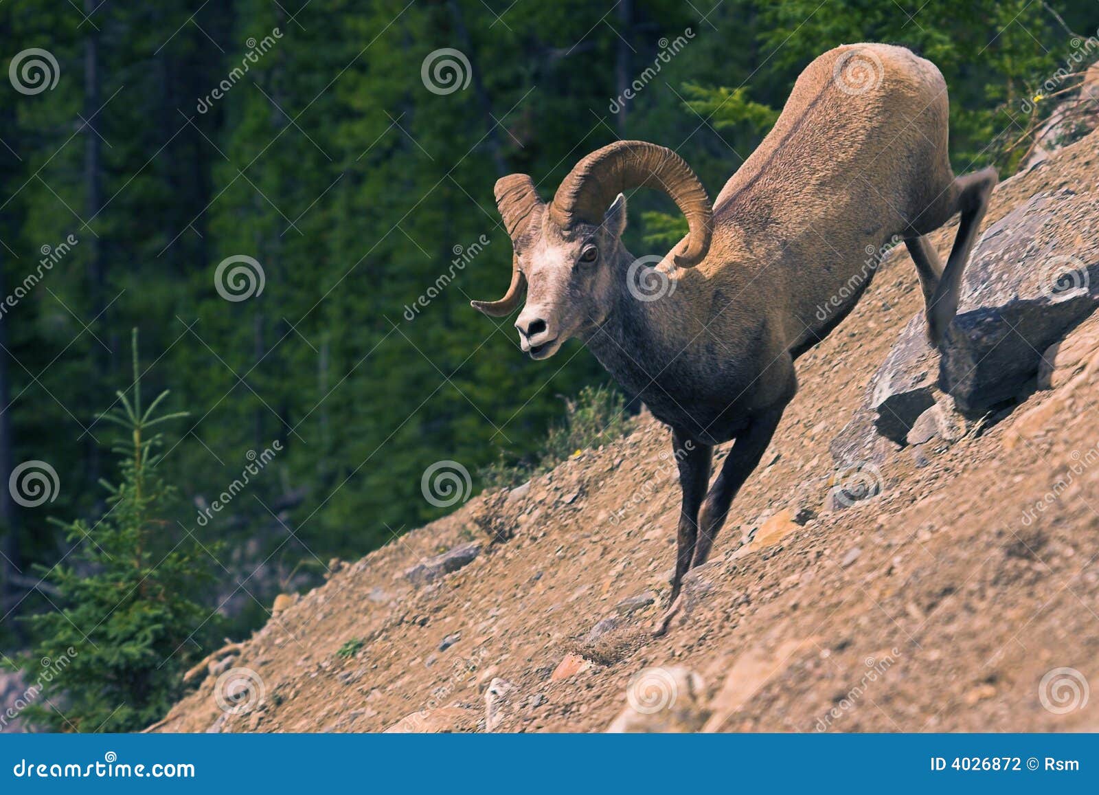 Stone sheep stock photo. Image of dark, large, coniferous - 4026872