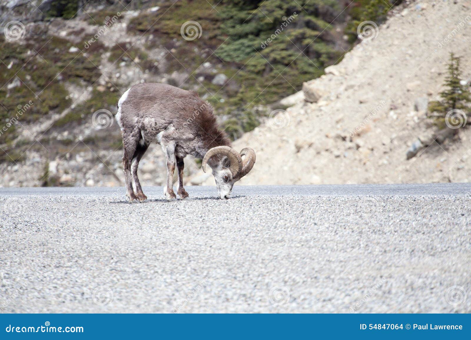 Stone Sheep stock photo. Image of minerals, animal, area - 54847064