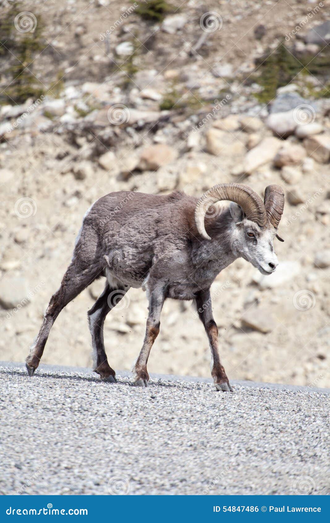 Stone Sheep stock photo. Image of america, horned, park - 54847486