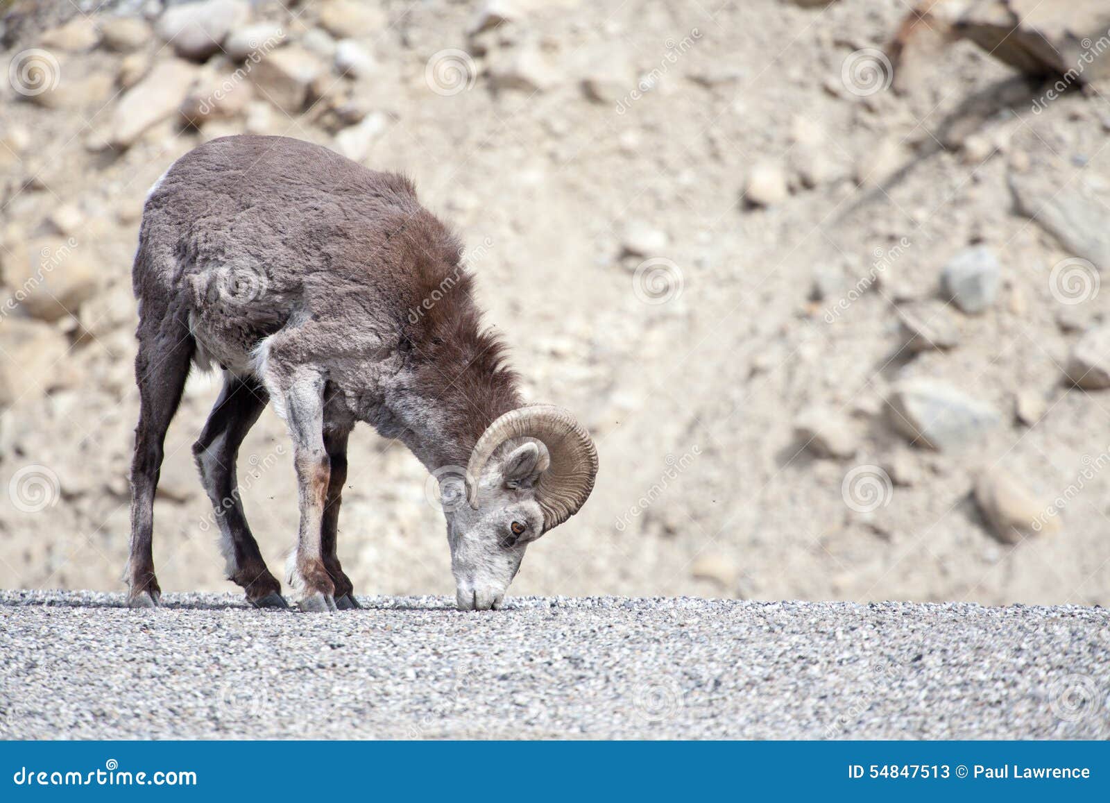 Stone Sheep stock image. Image of mountain, sheep, park - 54847513