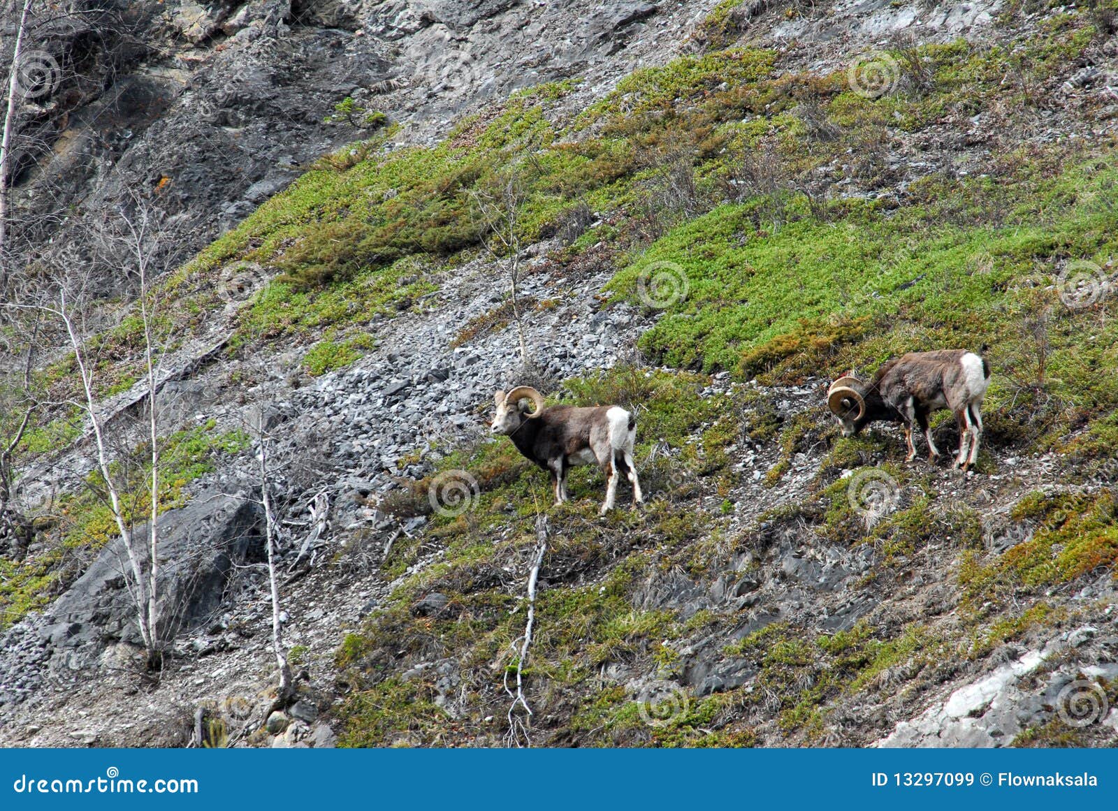 Stone sheep on mountain stock image. Image of canada - 13297099