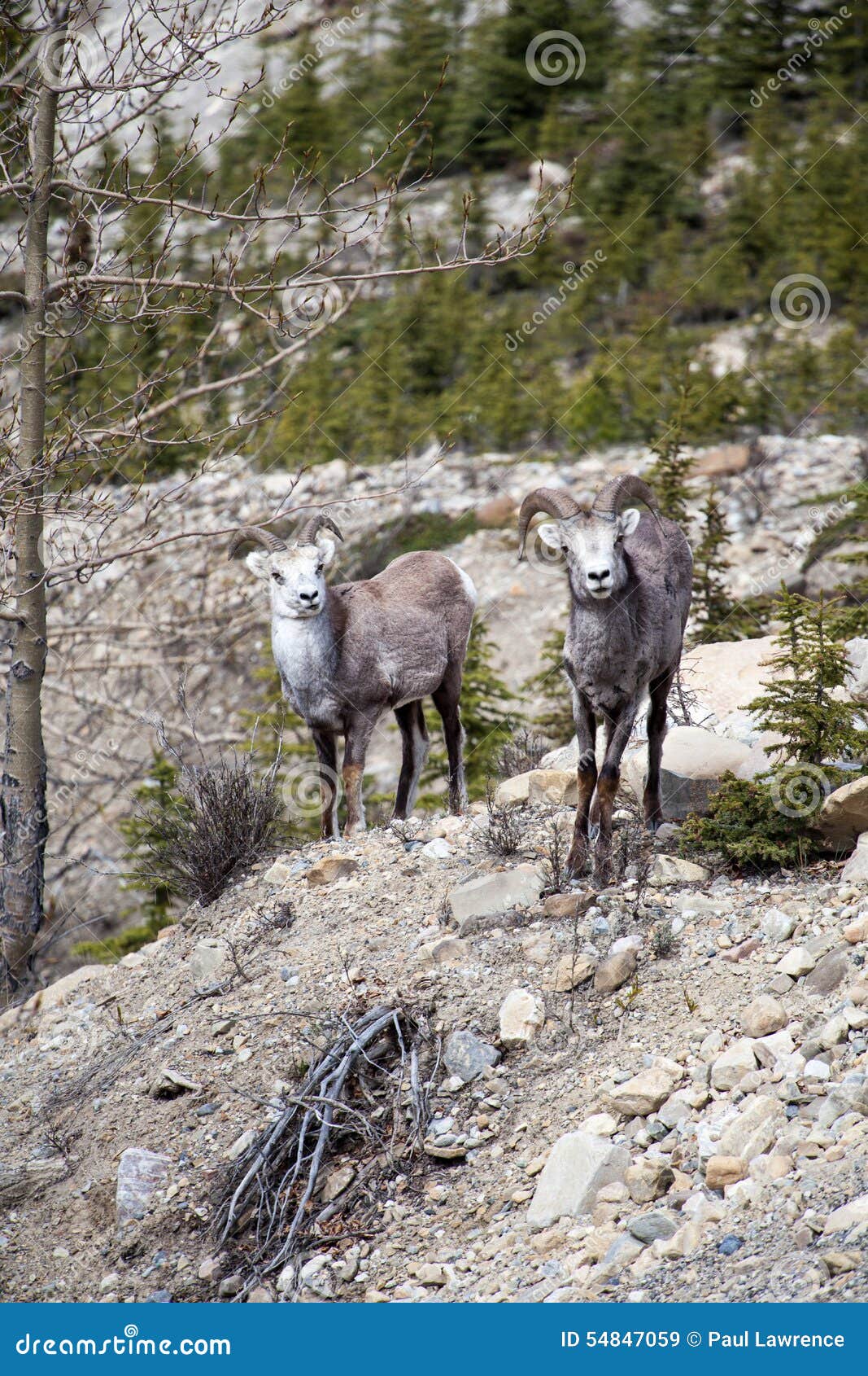 Stone Sheep stock image. Image of horned, boulder, hoofs - 54847059