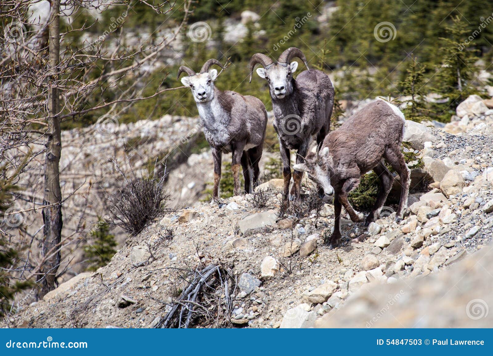 Stone Sheep stock image. Image of boulder, stone, america - 54847503