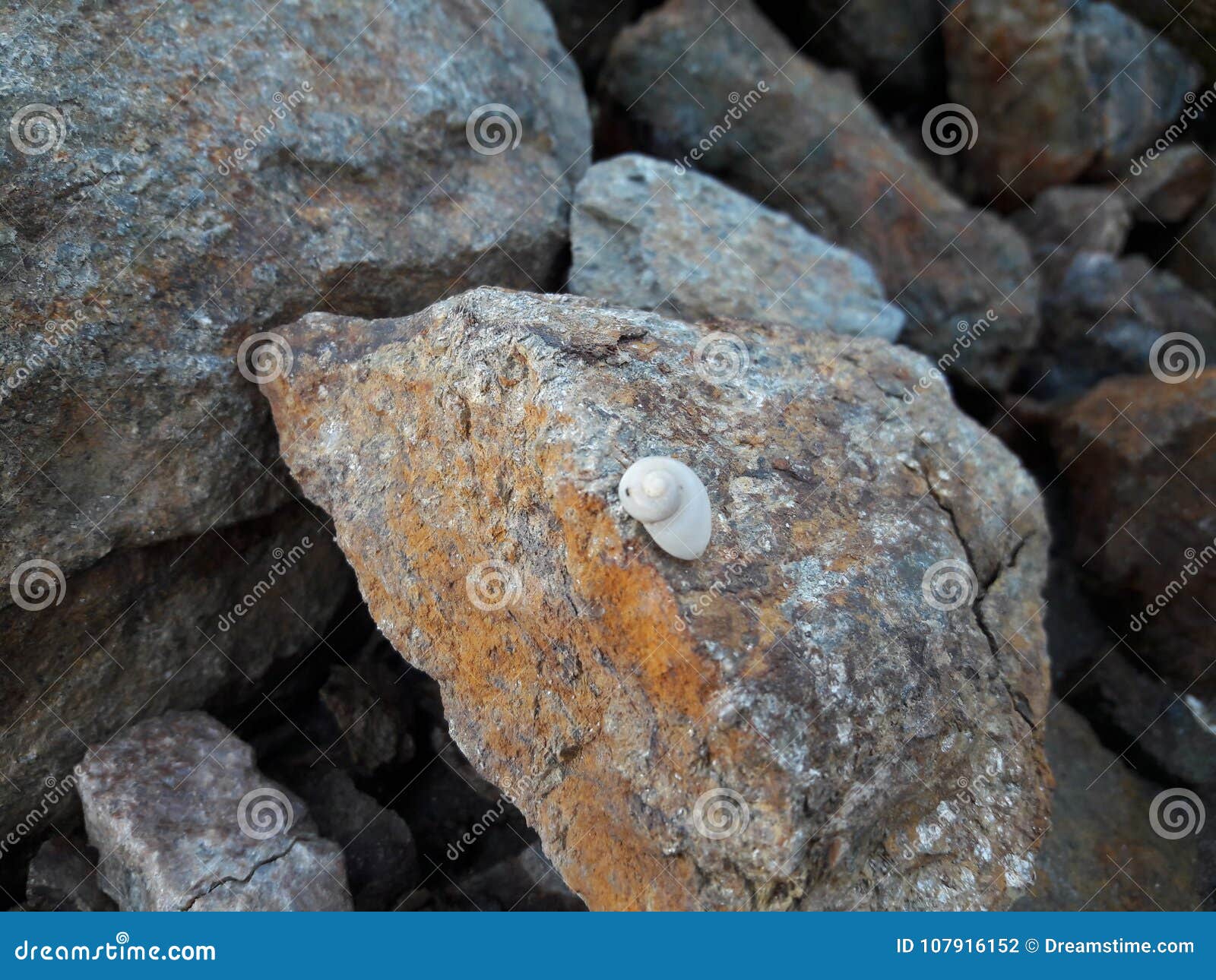 Stone shell stock photo. Image of shell, water, stone - 107916152