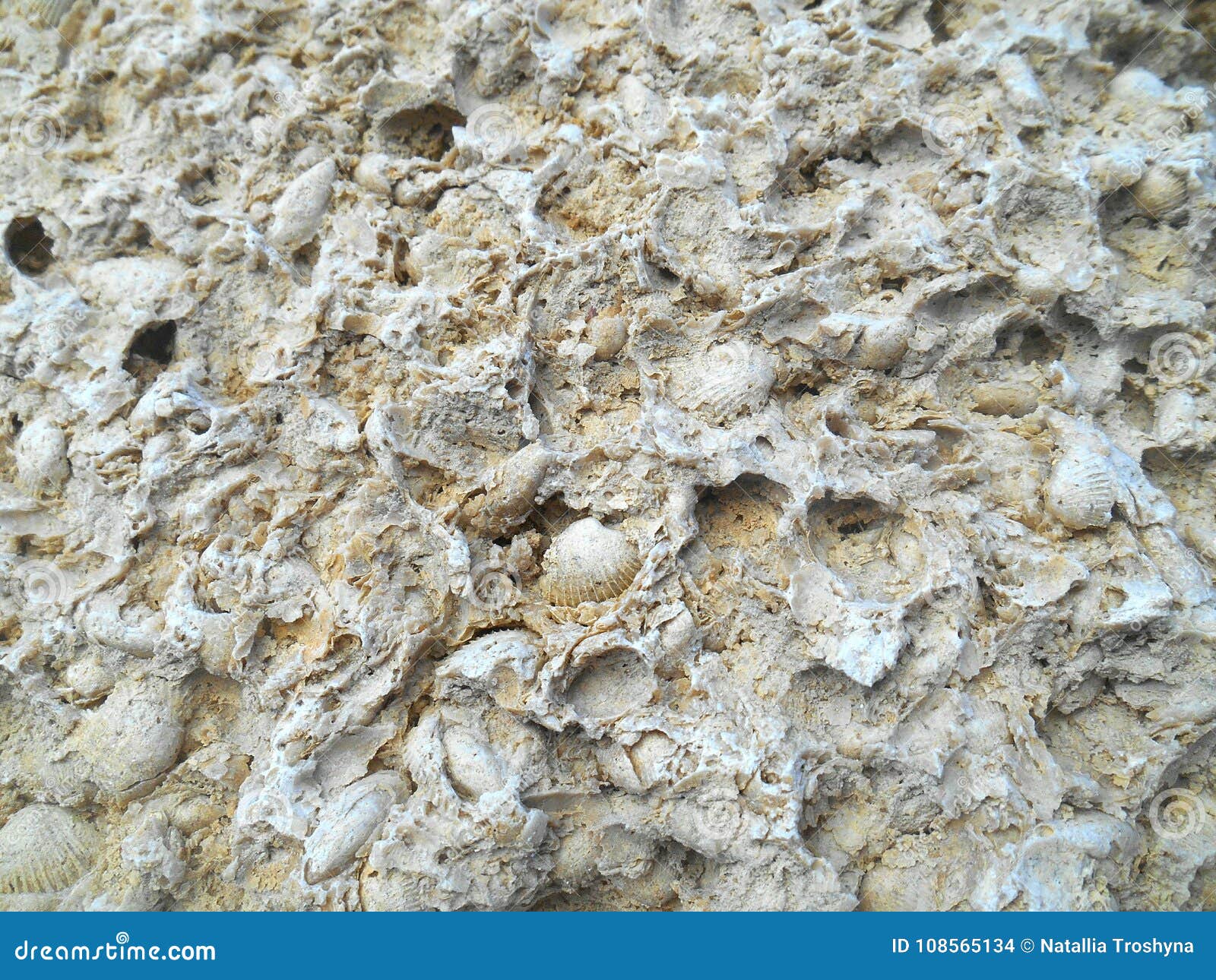 Stone and Shells Wall Texture Stock Photo - Image of background ...