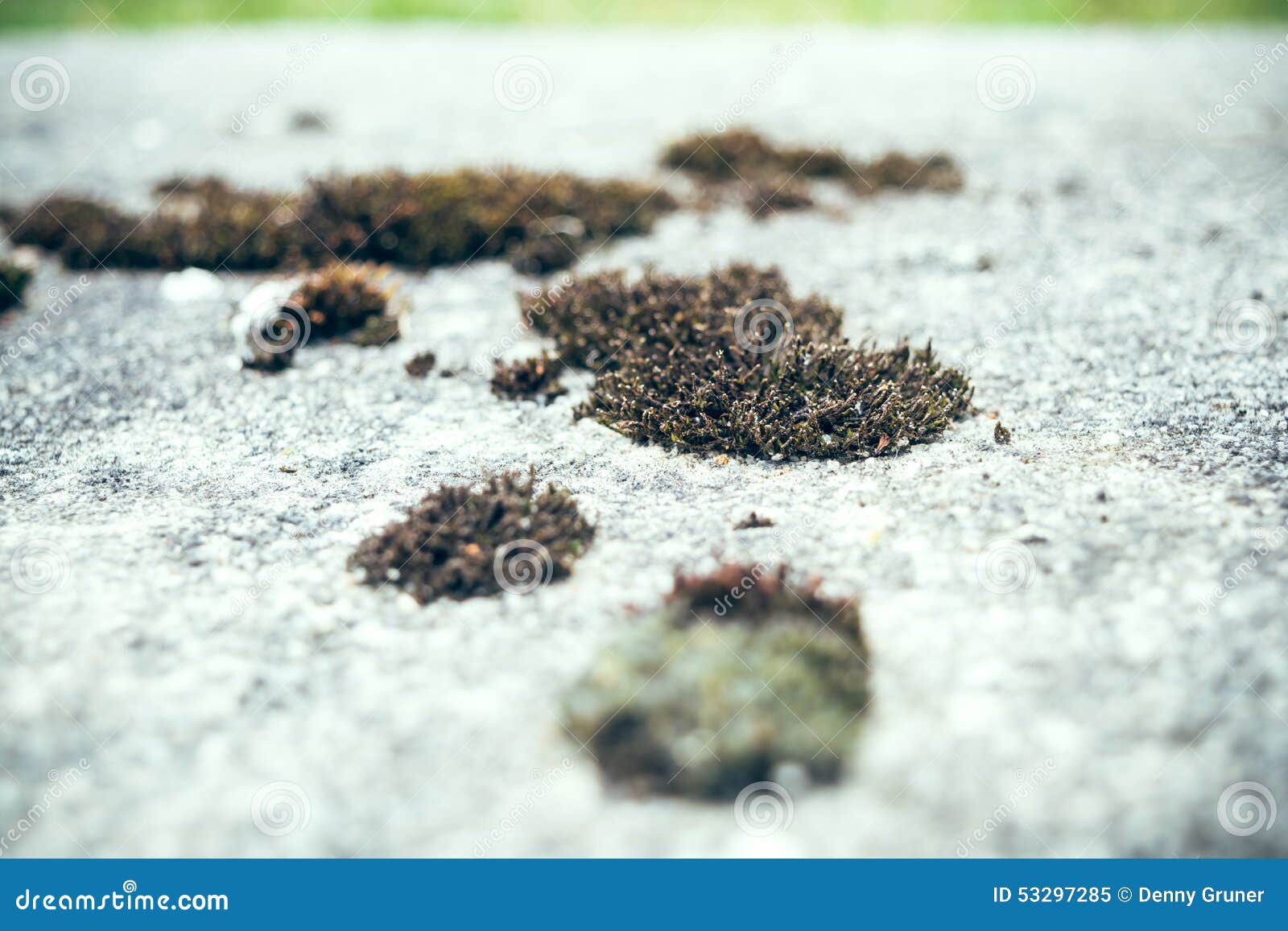 Stone slabs weed stock image. Image of pathway, natural - 53297285