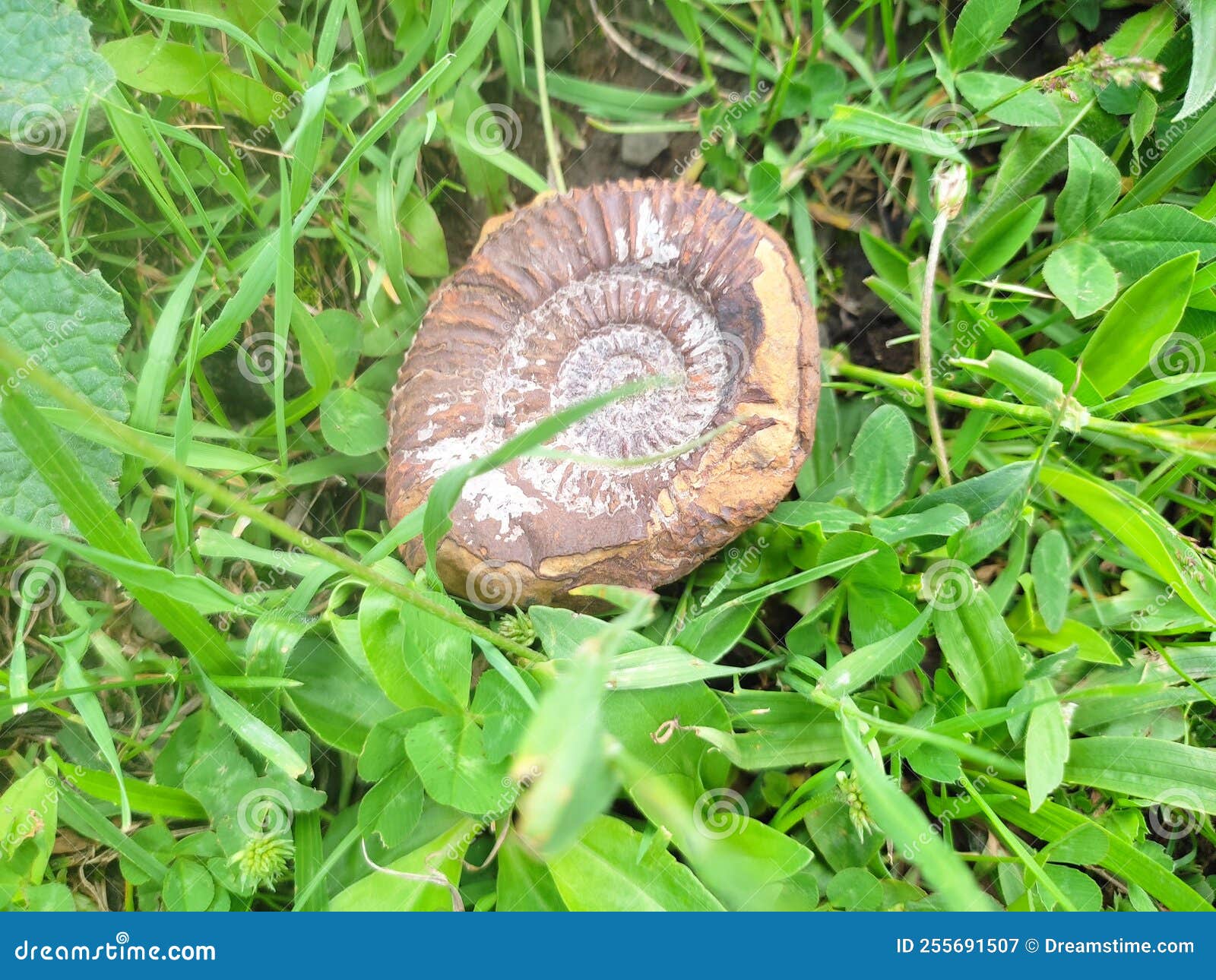 Stone snail in the grass stock image. Image of woodland - 255691507