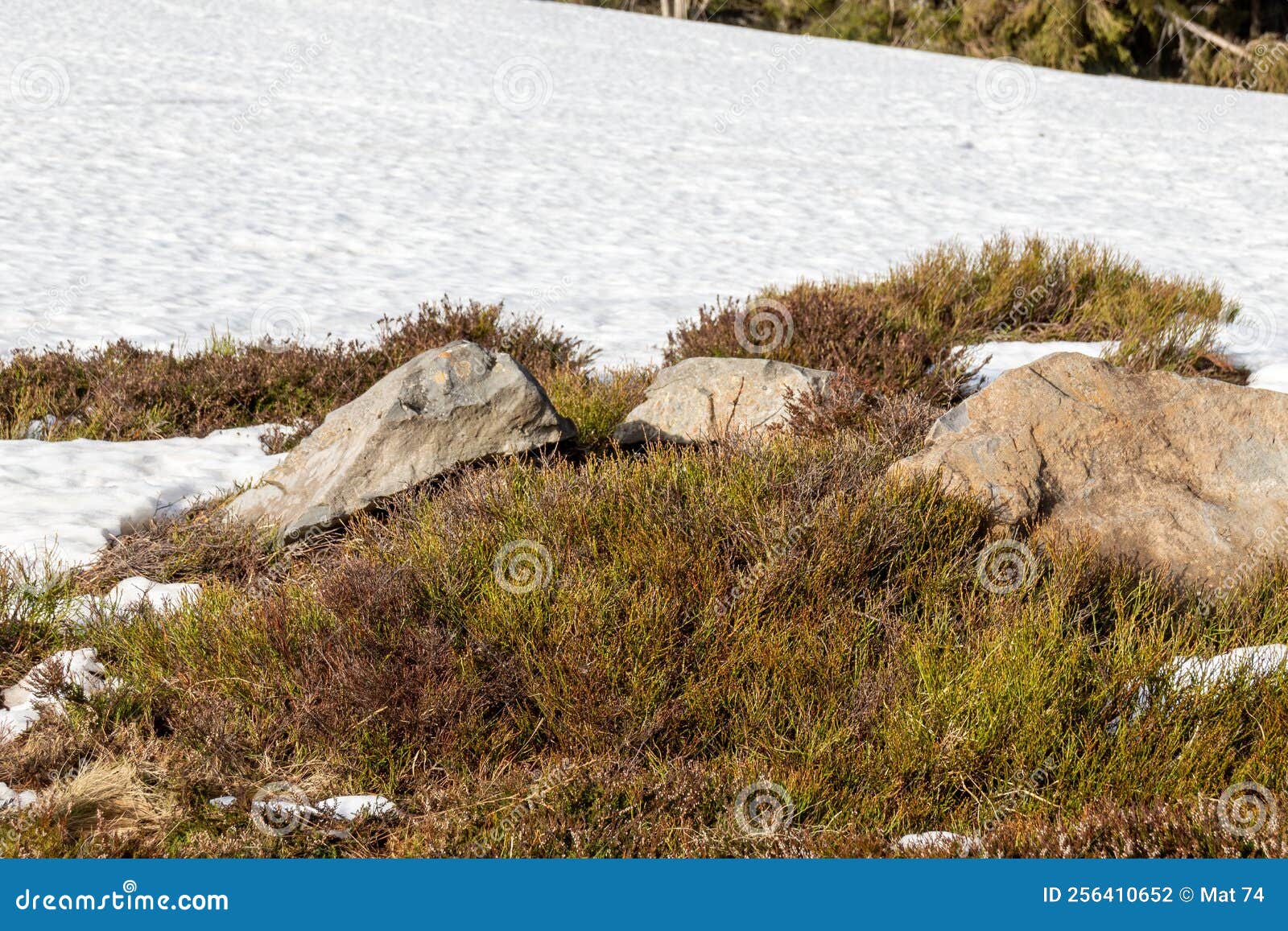 Stone in the snow stock photo. Image of outdoors, landscape - 256410652