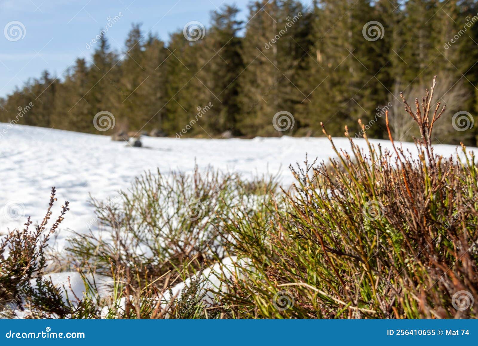 Stone in the snow stock image. Image of safari, landscape - 256410655