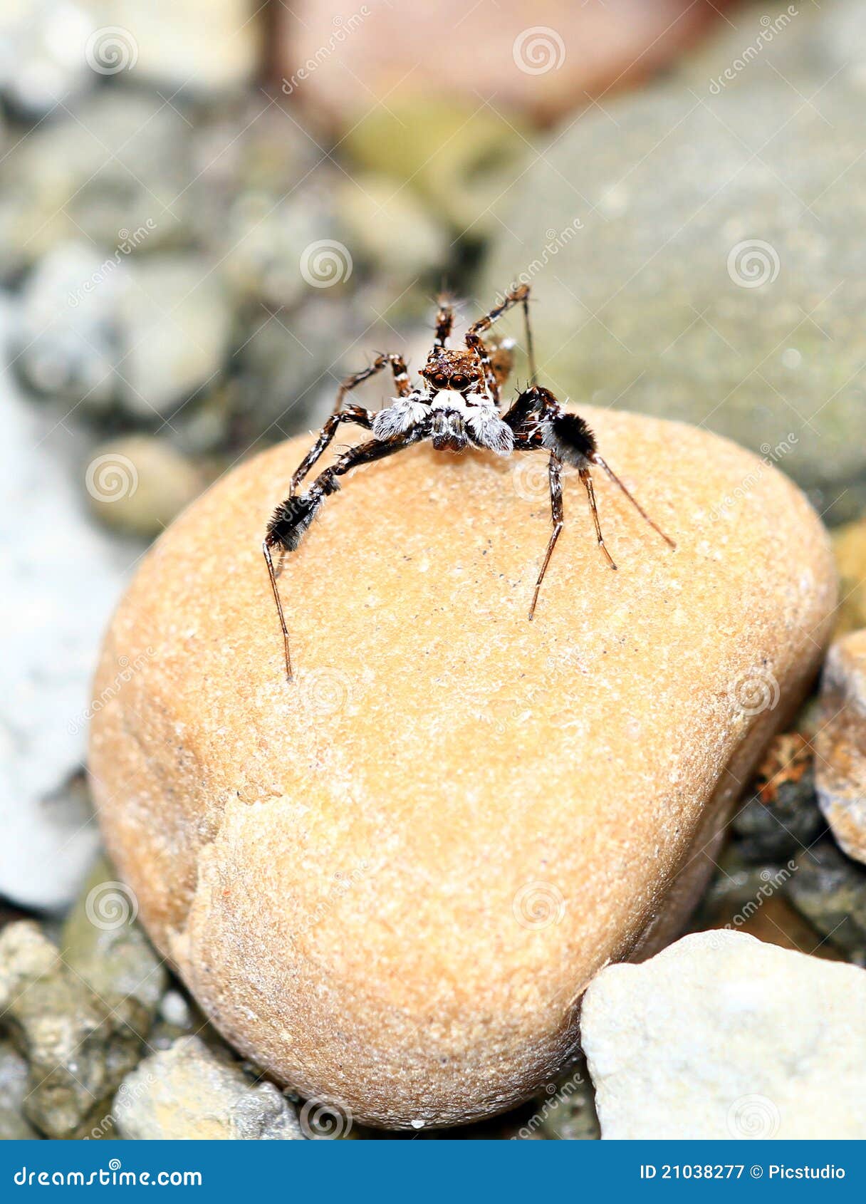 Stone spider stock image. Image of nature, stone, danger - 21038277