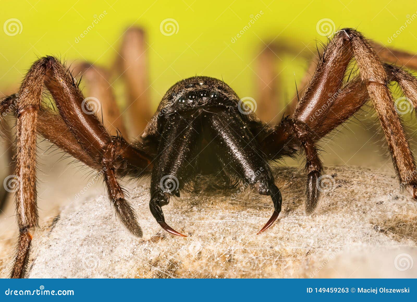 Stone Spider, Stone Ground-spider, Drassodes Lapidosus Stock Image ...