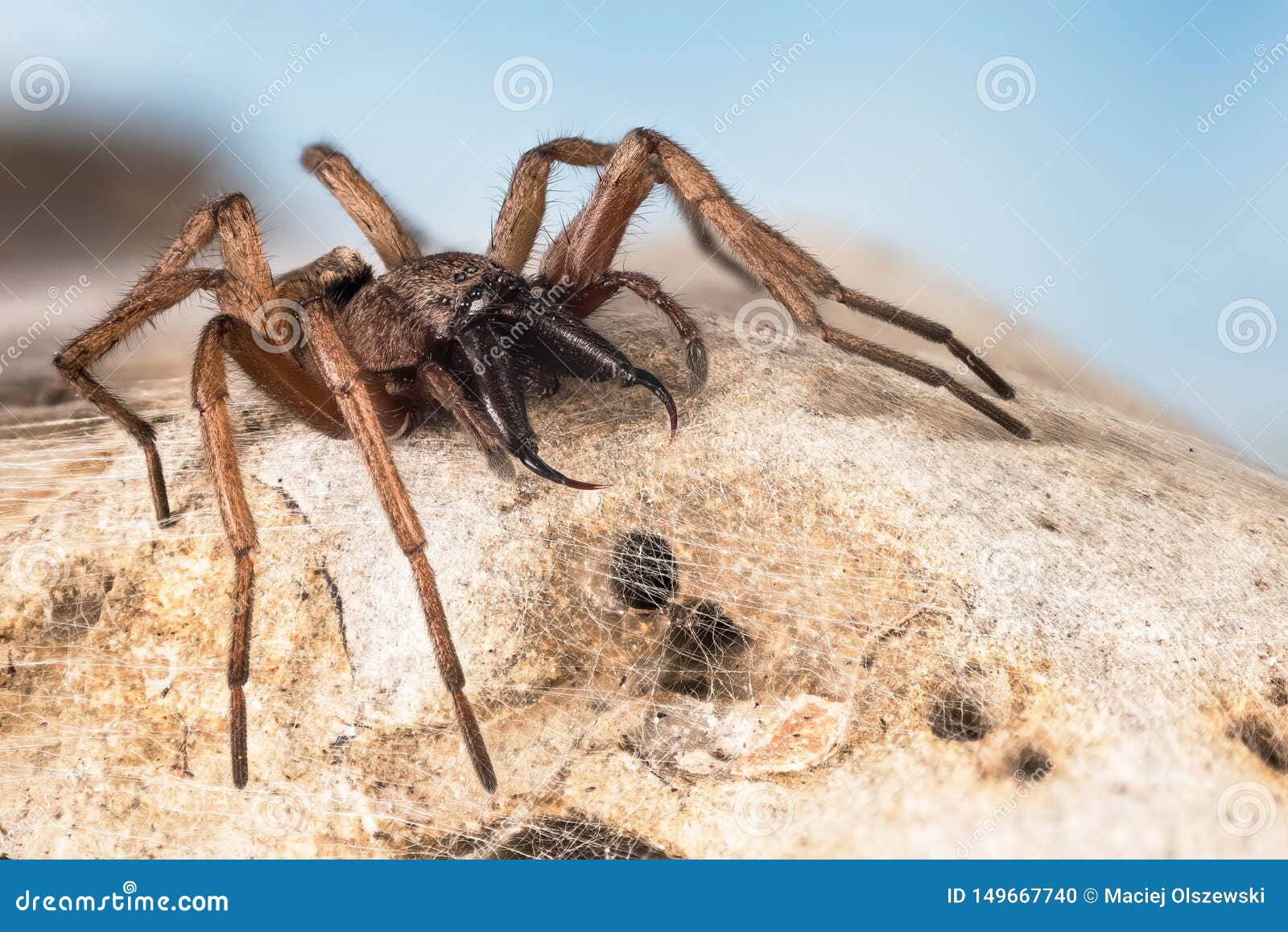 Stone Spider, Stone Ground-spider, Drassodes Lapidosus Stock Photo ...