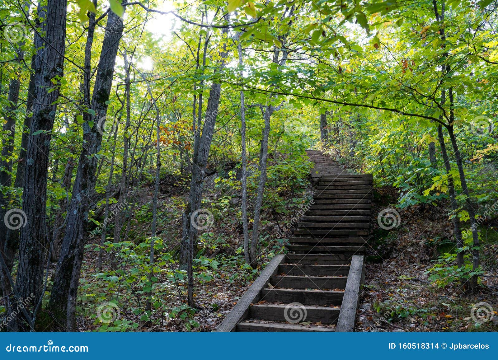 Stone Staircase in Dark Forest with Ligtht Coming from the Top ...
