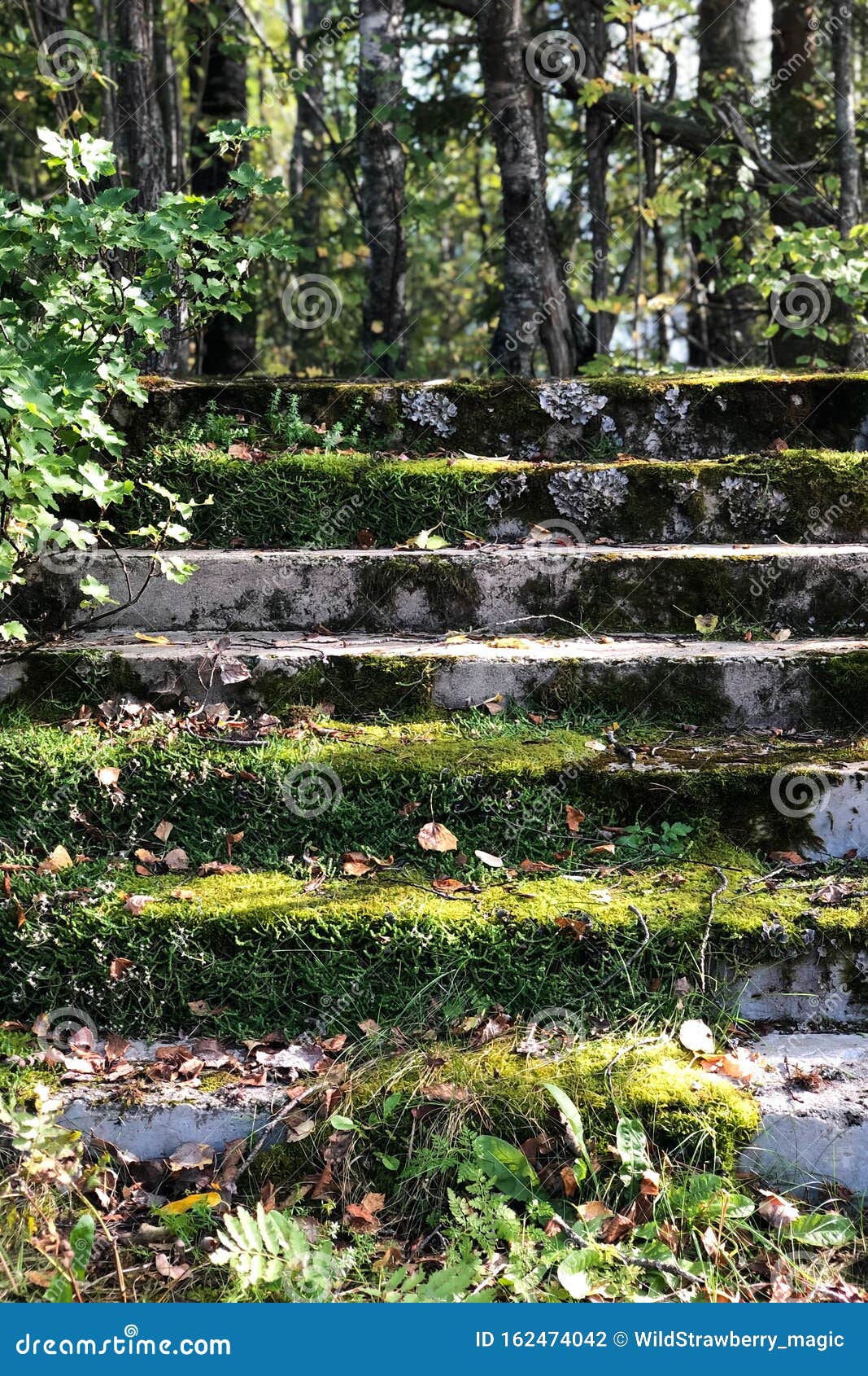 Stone Staircase in the Forest Covered with Moss and Fallen Leaves ... Stone Staircase in the Forest Covered with Moss and Fallen Leaves ...