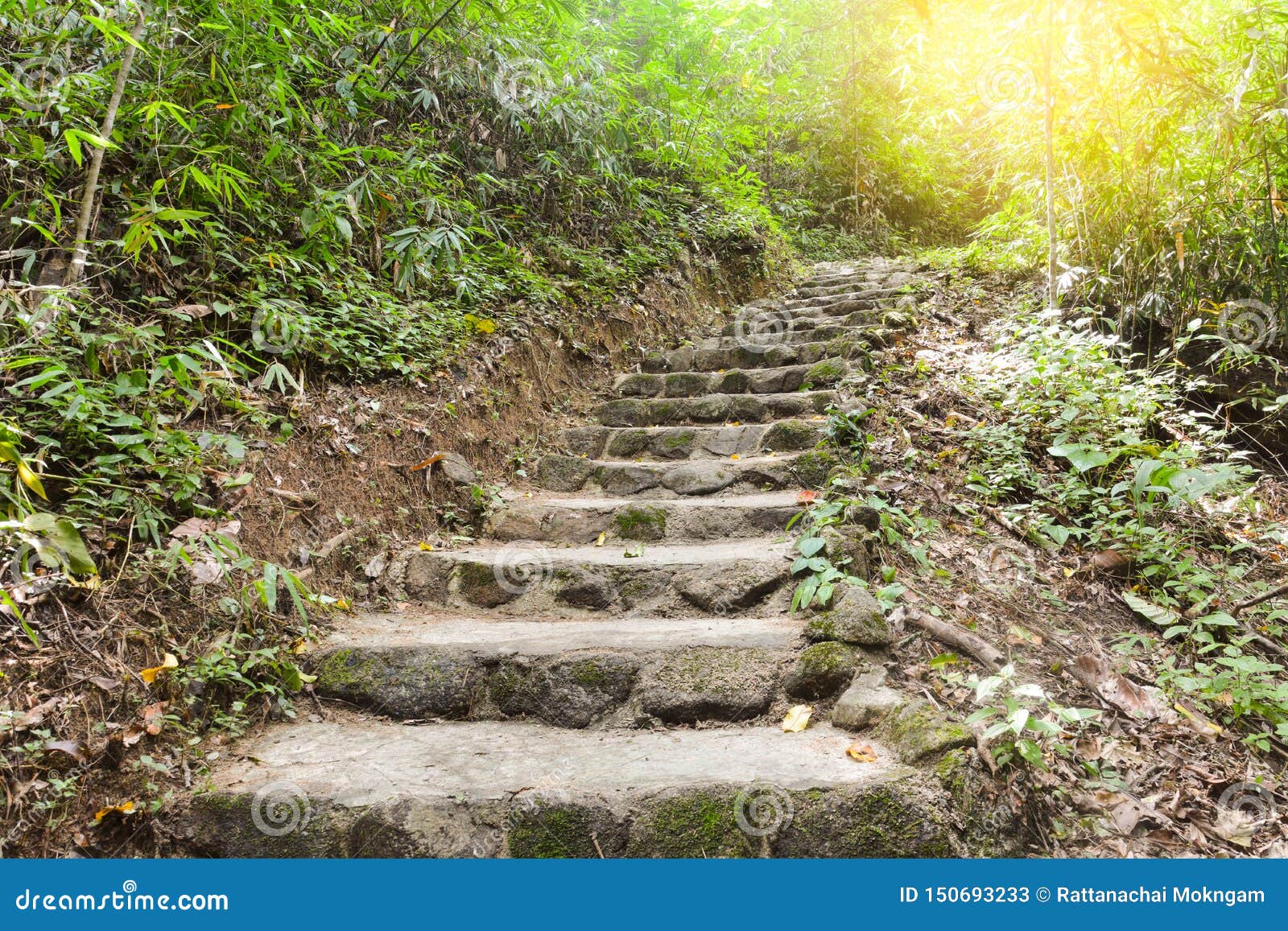 Stone Staircase Leading Up a Walkway in the Jungle Stock Image - Image ...