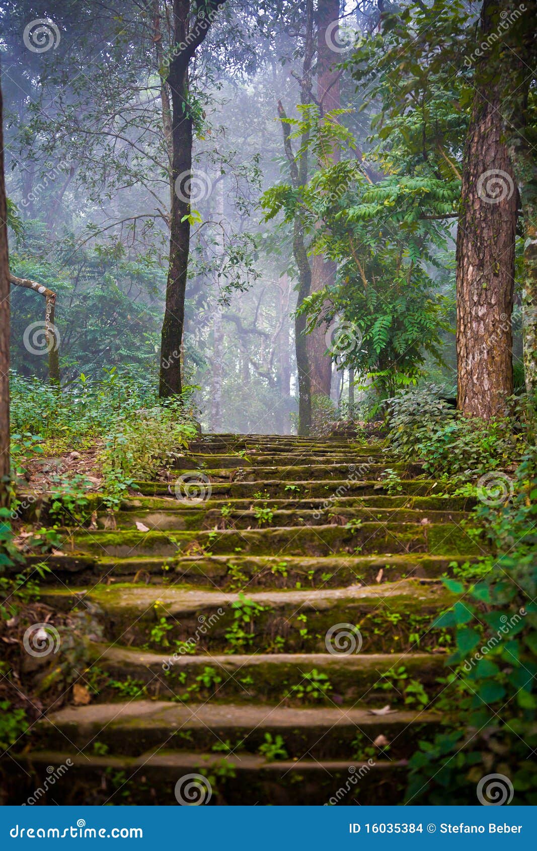 Stone stairs in the forest stock photo. Image of symbol - 16035384