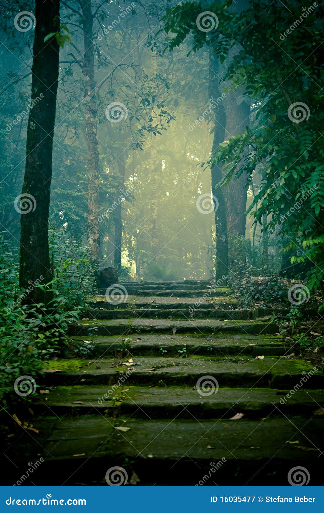 Stone stairs in the forest stock image. Image of direction - 16035477