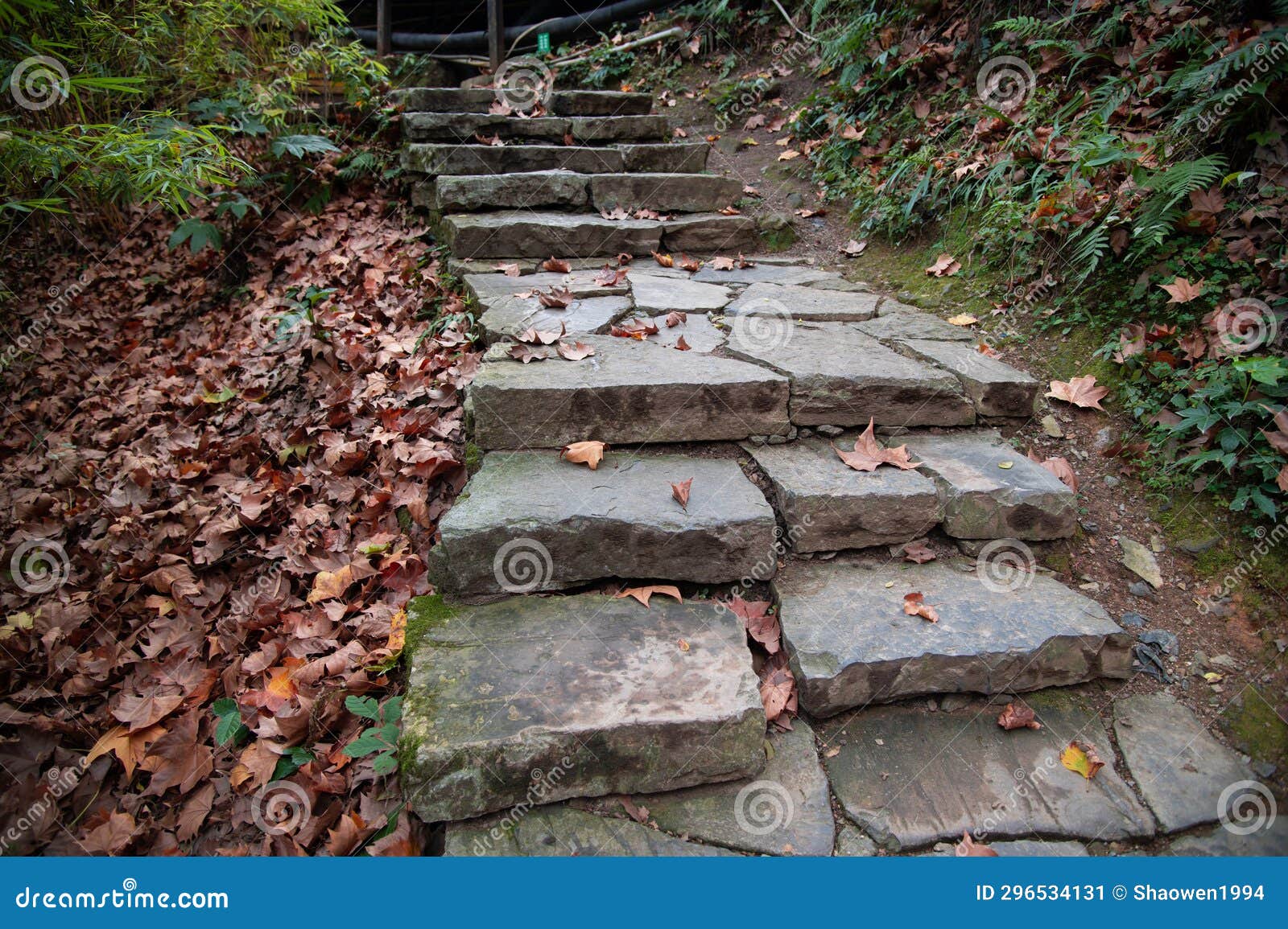 Stone stairs in forest stock image. Image of rain, autumn - 296534131