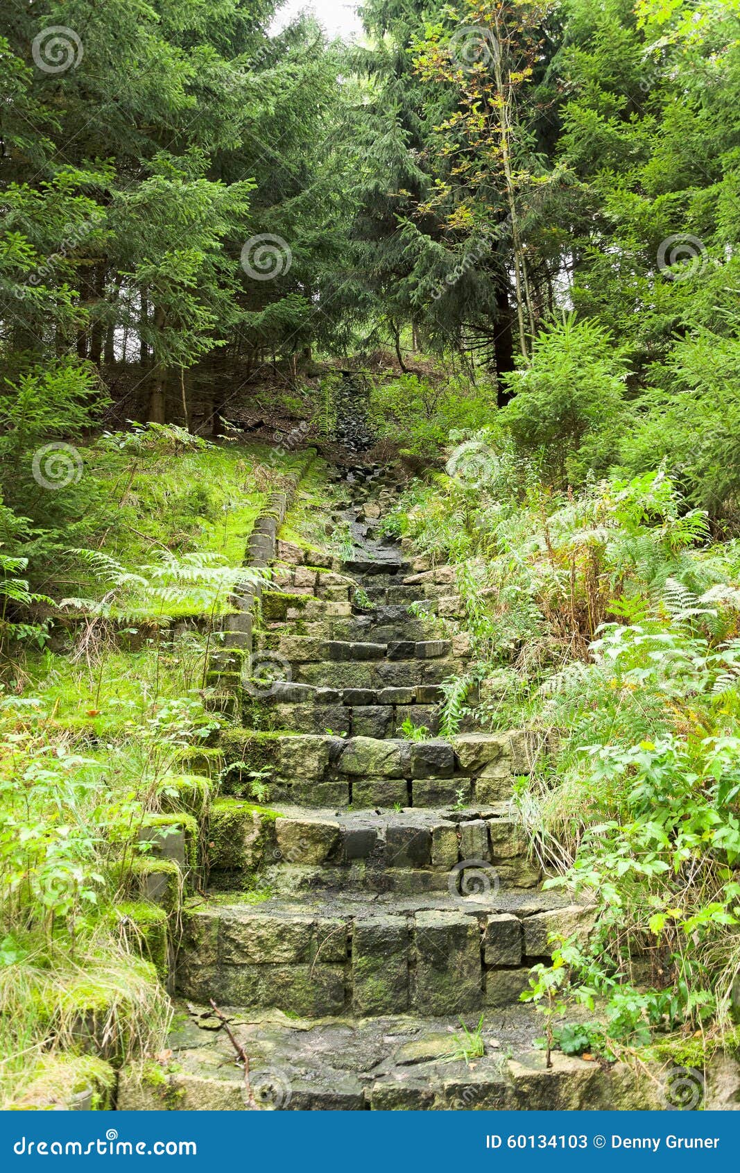 Stone stairs in the forest stock image. Image of exploration - 60134103