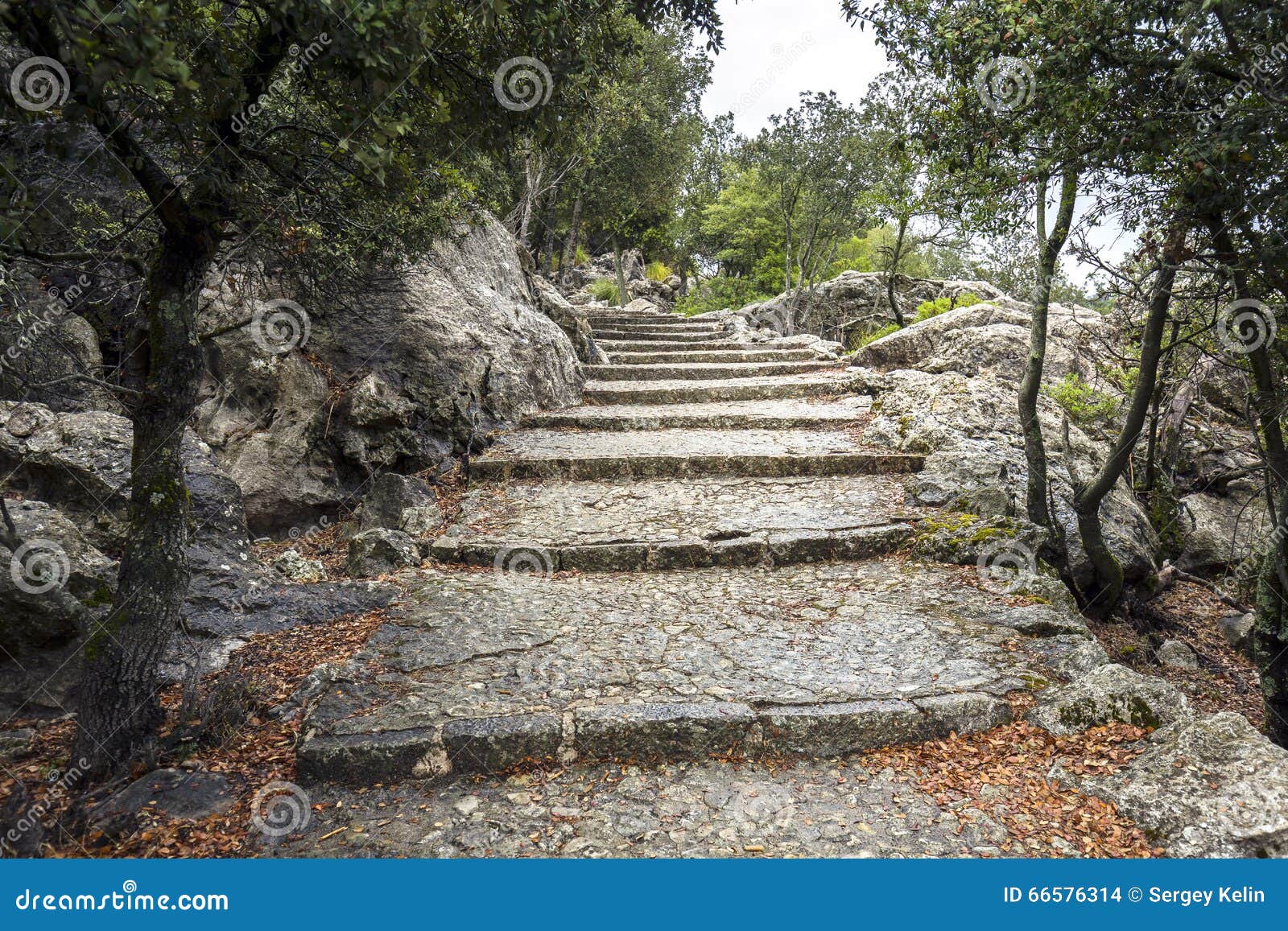 Stone stairs in a forest stock photo. Image of peaceful - 66576314