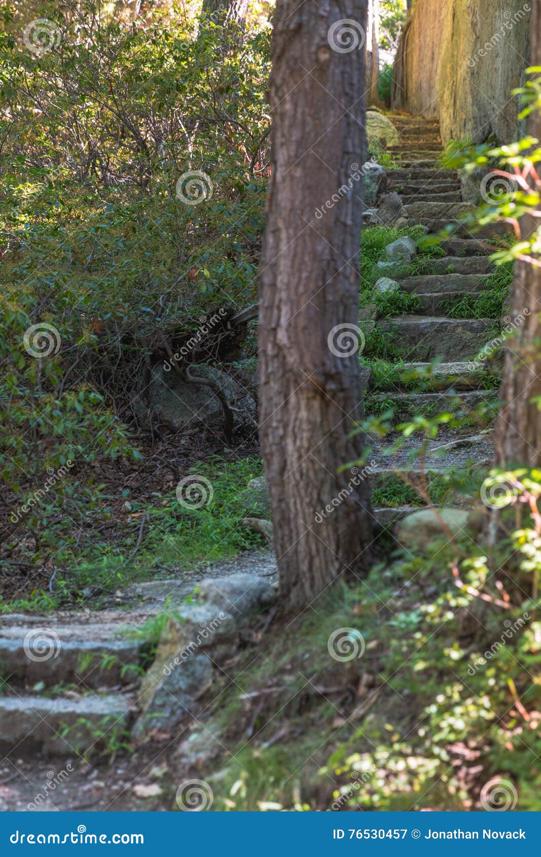 Stone Stairs in Forest stock image. Image of foliage - 76530457