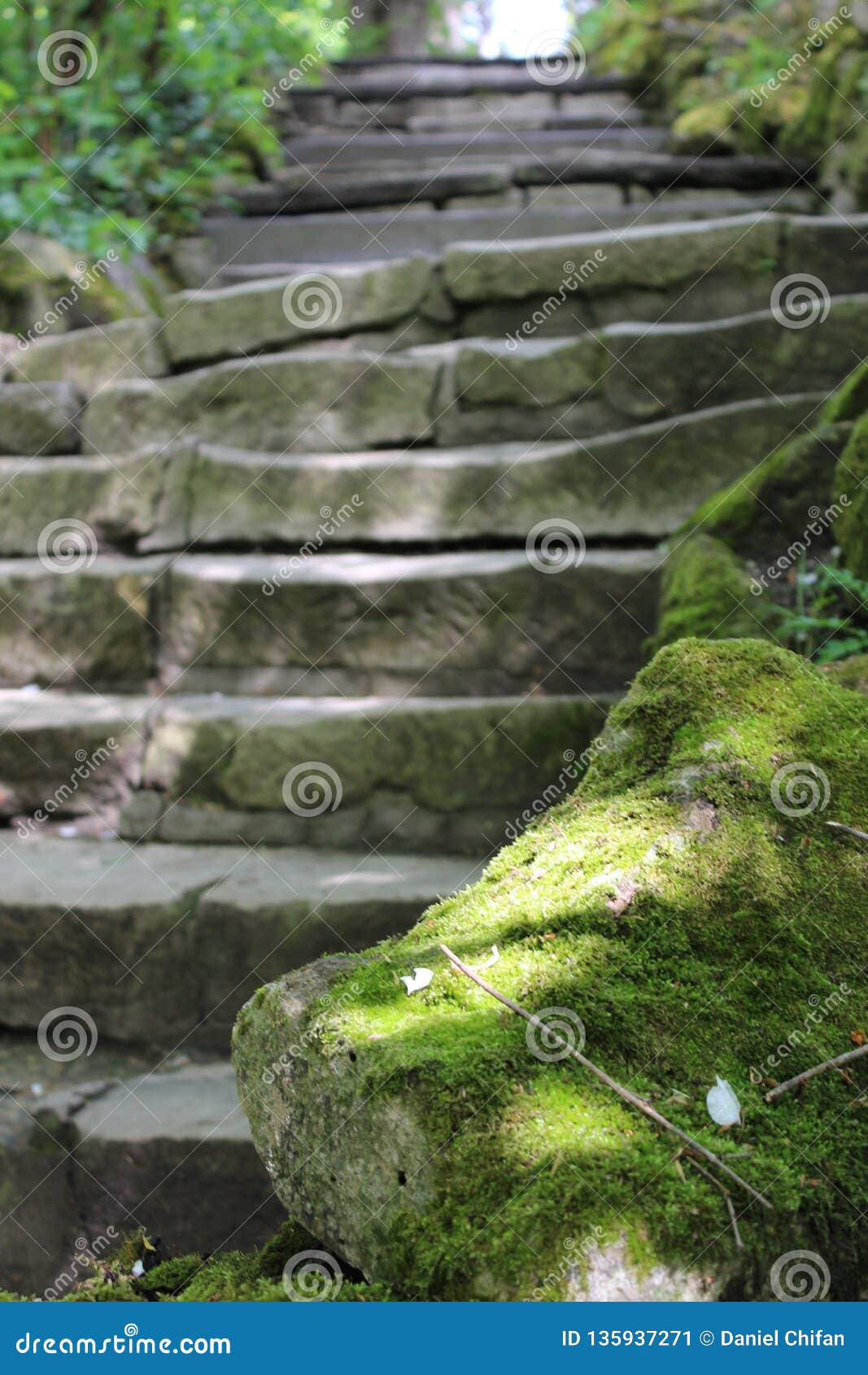 Stone stairs in the forest stock image. Image of surrounded - 135937271