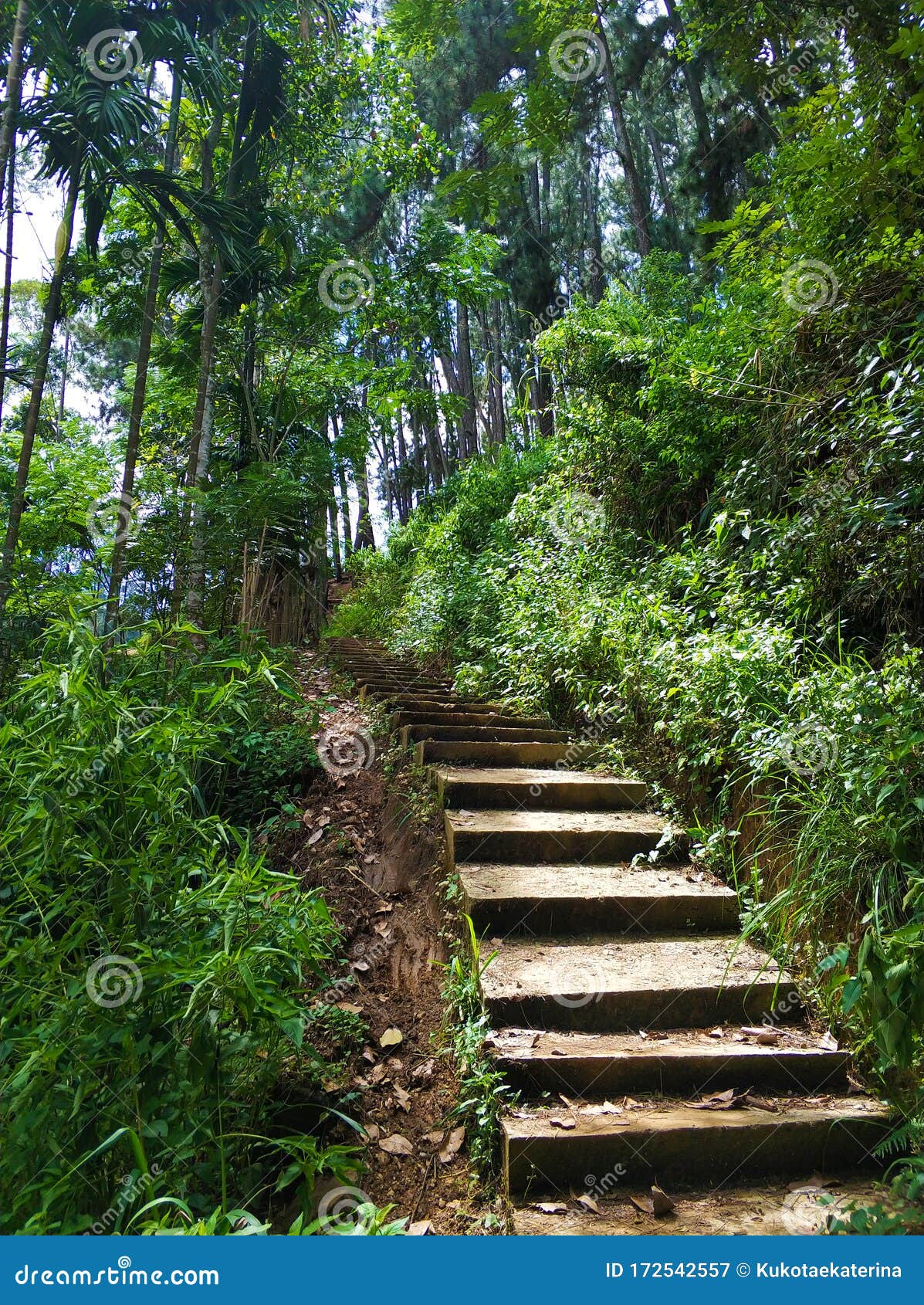 Stone Stairs in the Green Jungle Stock Image - Image of jungle, rail ...