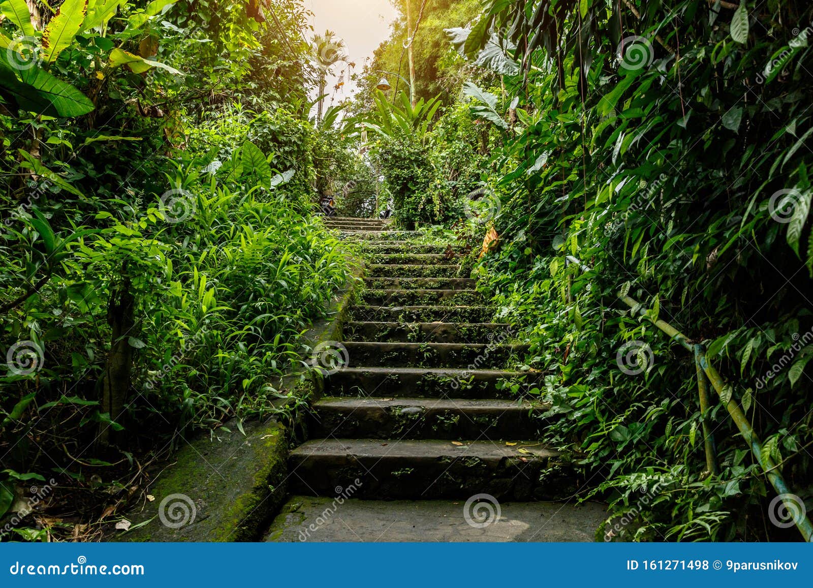 Stone stairs in the jungle stock photo. Image of hidden - 161271498