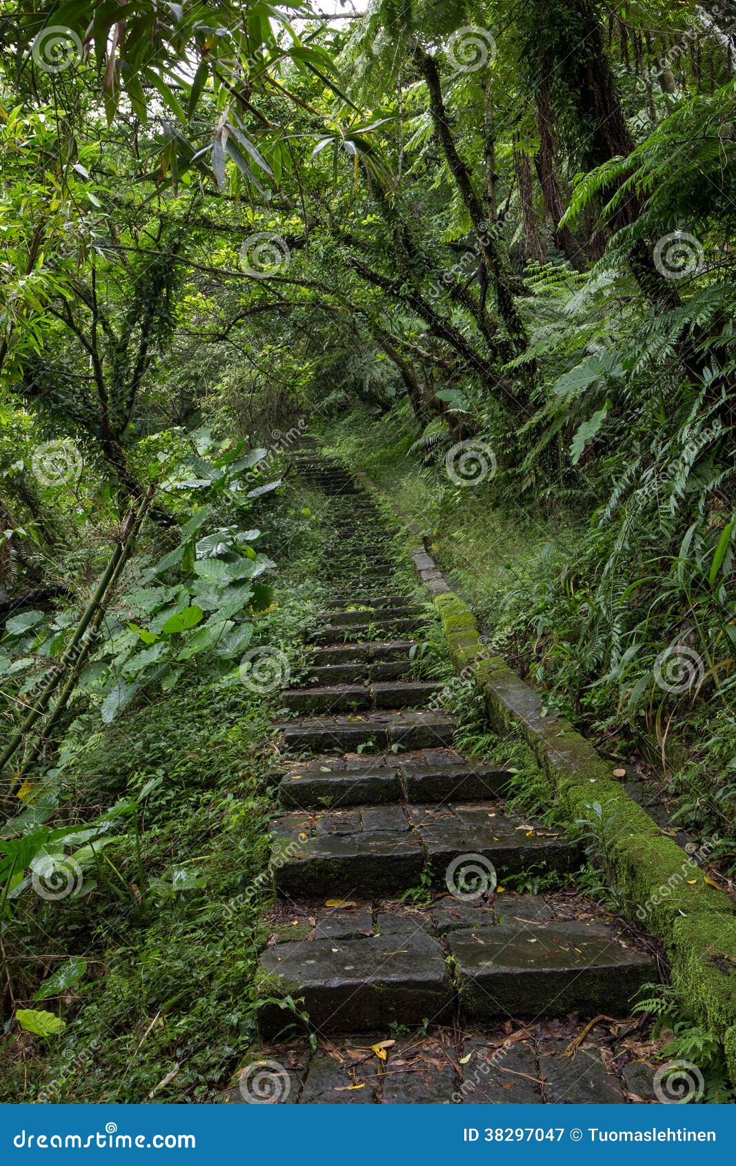 Stone Stairs in a Lush and Verdant Forest Stock Image - Image of lush ...