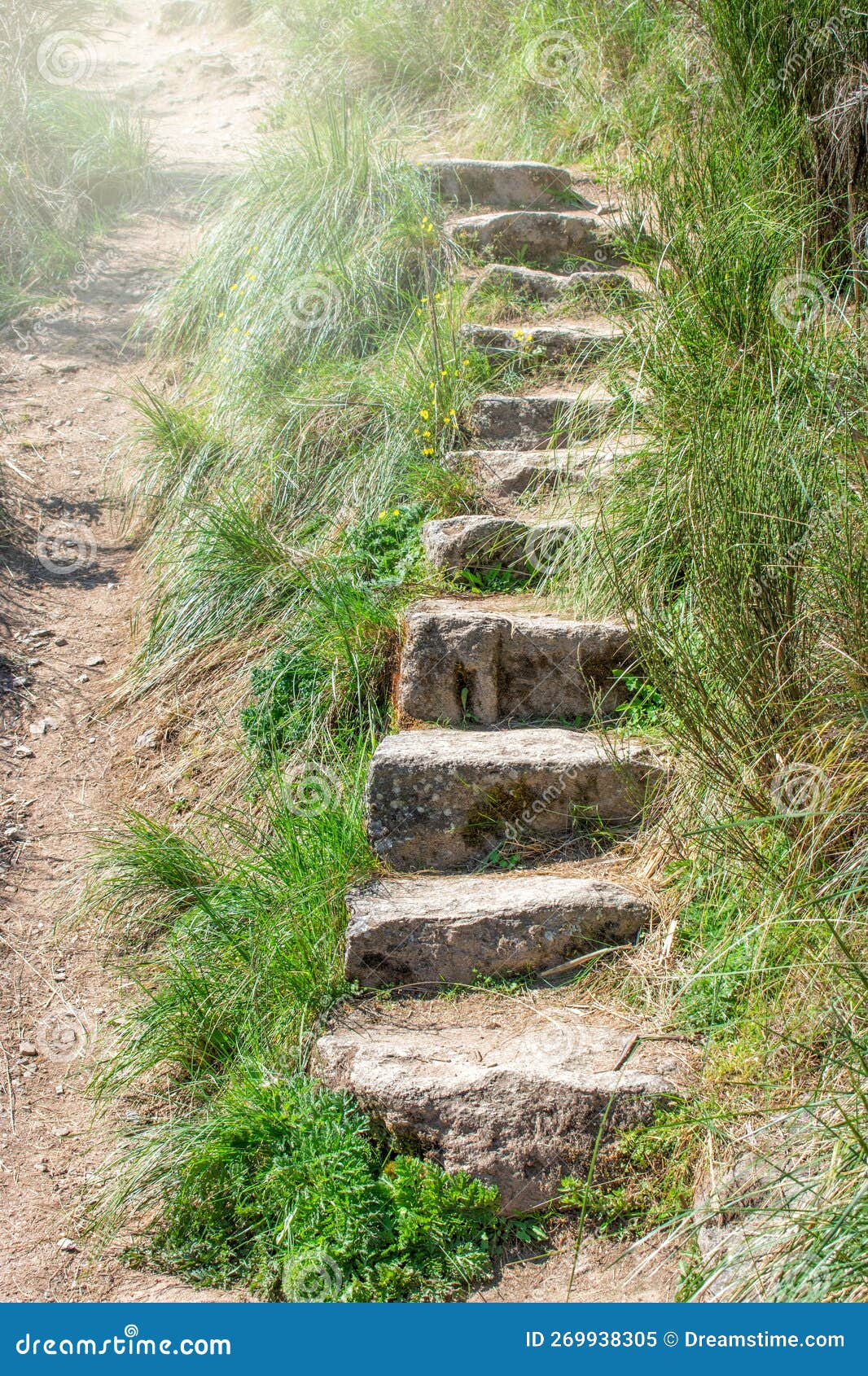 Stone Stairs in the Middle of the Forest Stock Image - Image of nature ...