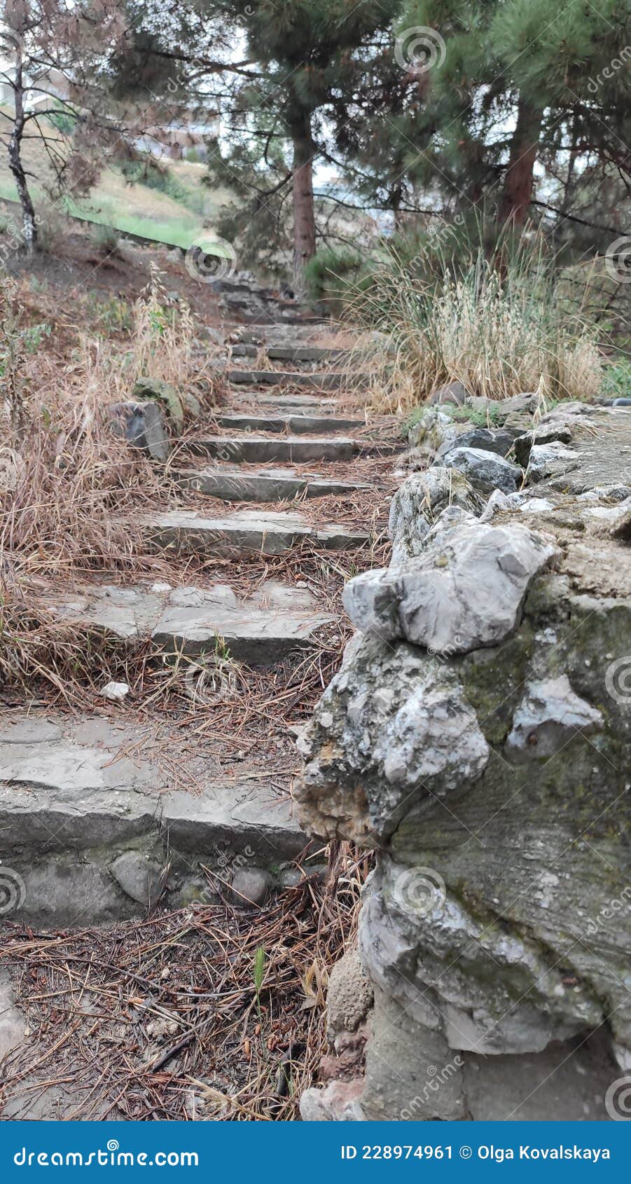 Stone stairs stock image. Image of wood, plant, stone - 228974961