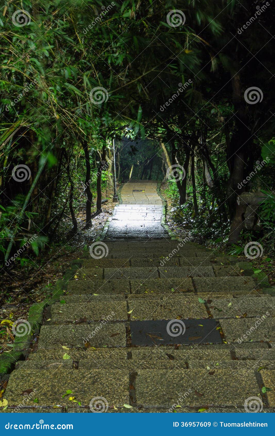 Stone Stairs Under Trees and Plants at Night Stock Image - Image of ...