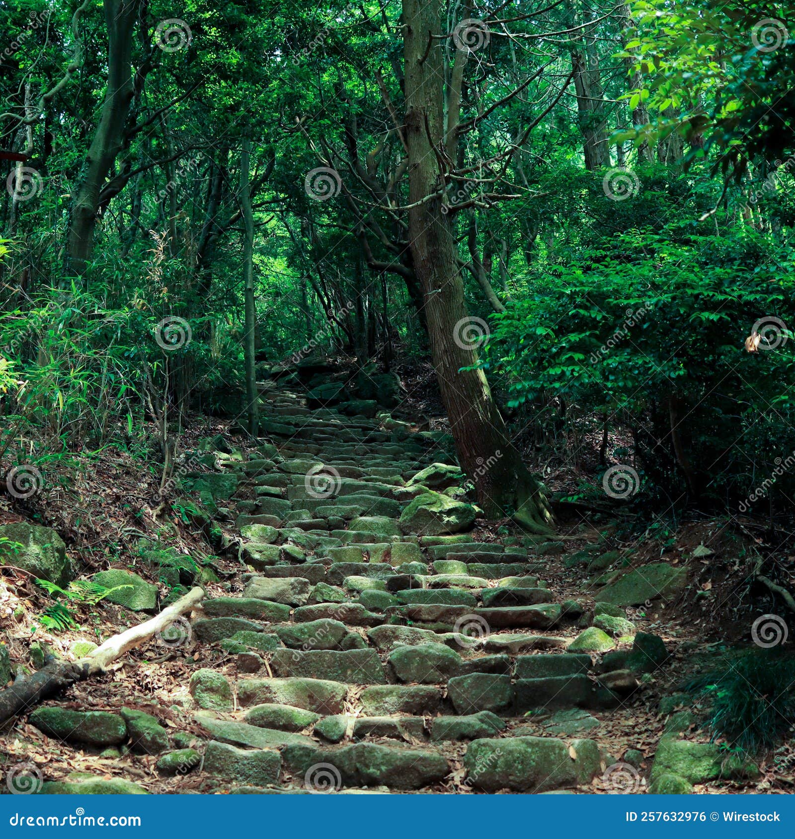 Stone Stairway through a Magical Green Forest Stock Photo - Image of ...