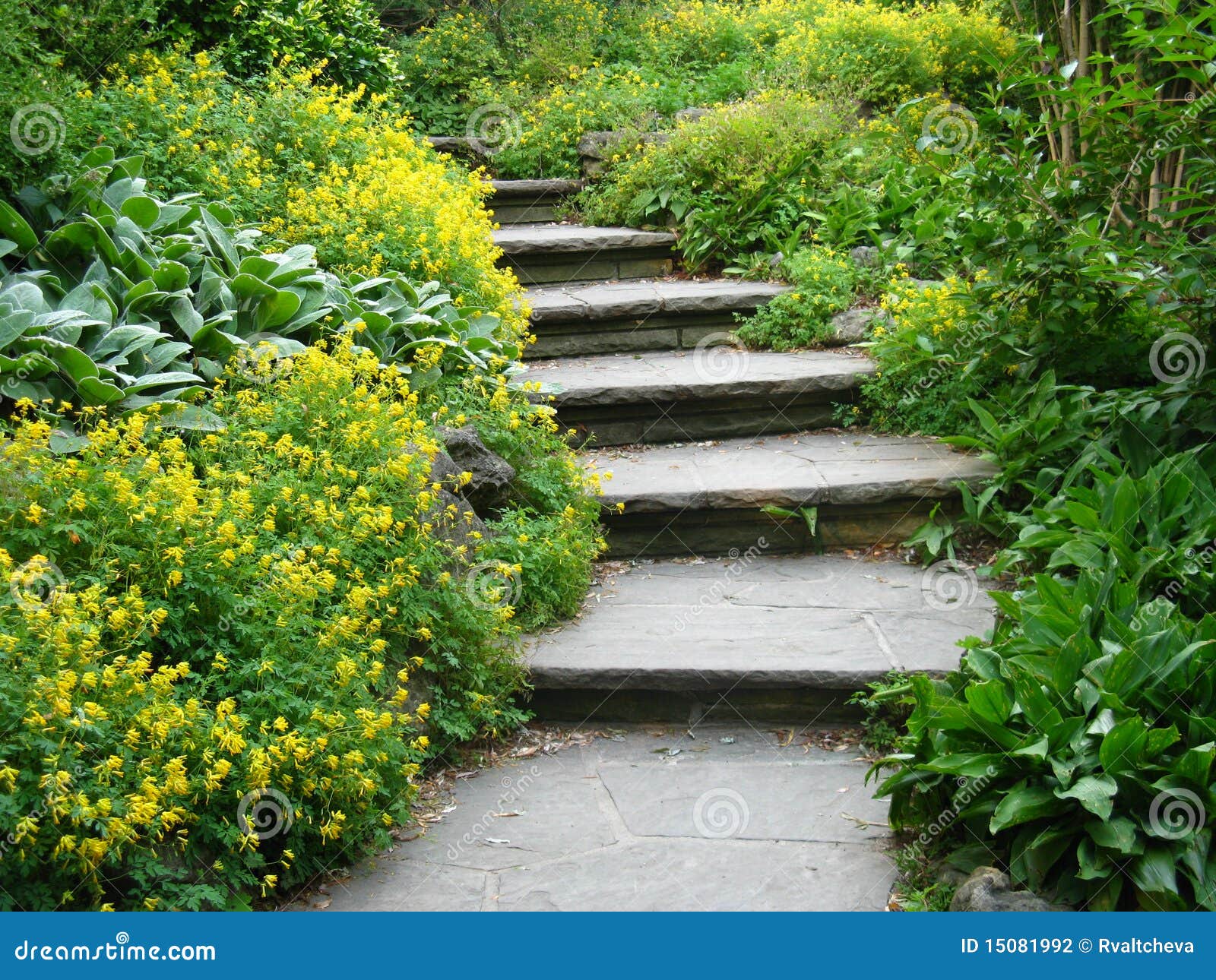Stone steps stock photo. Image of leafs, outdoor, path - 15081992